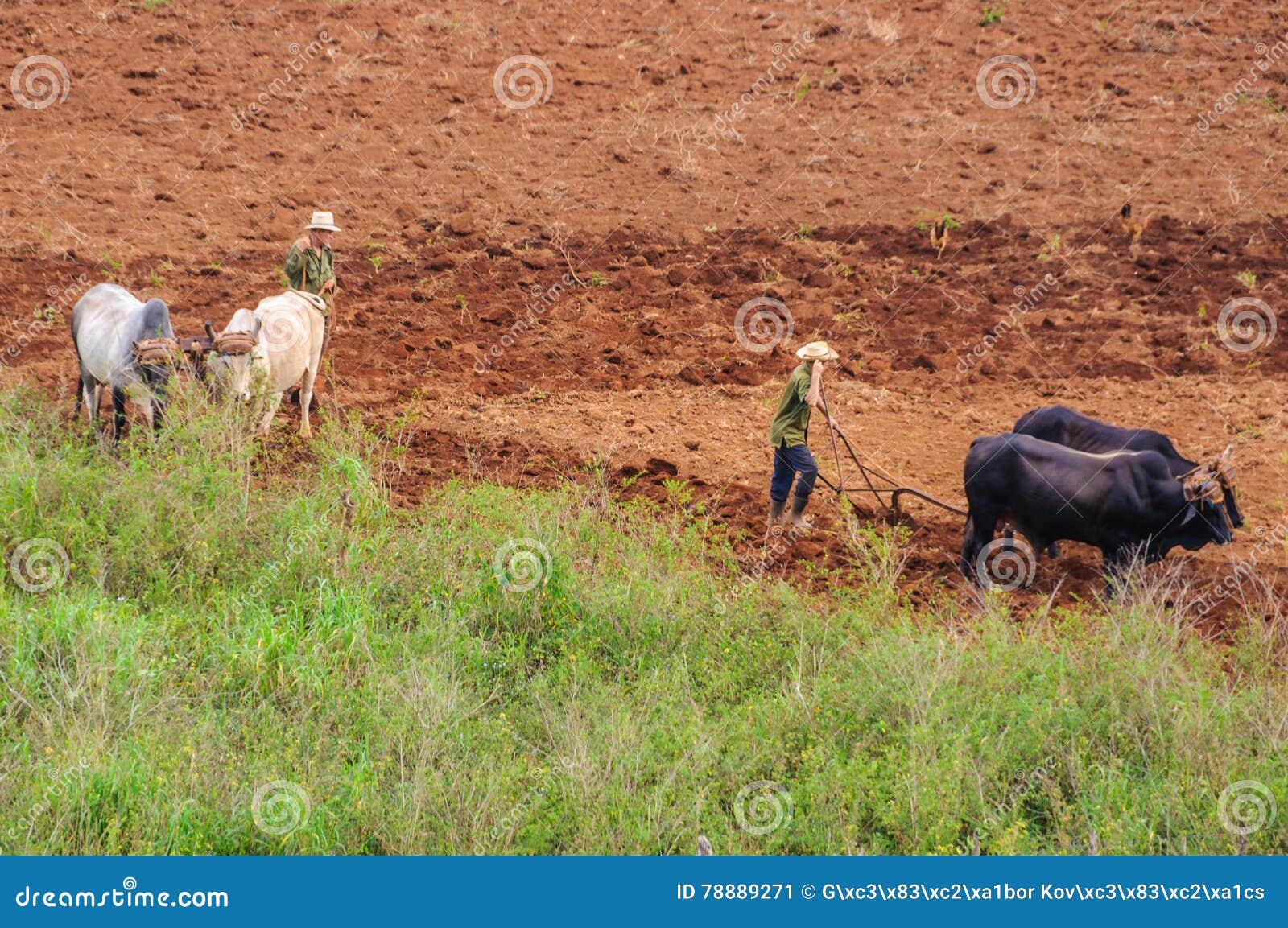People Working in a Farm in Vinales Valley, Cuba Editorial Photo ...