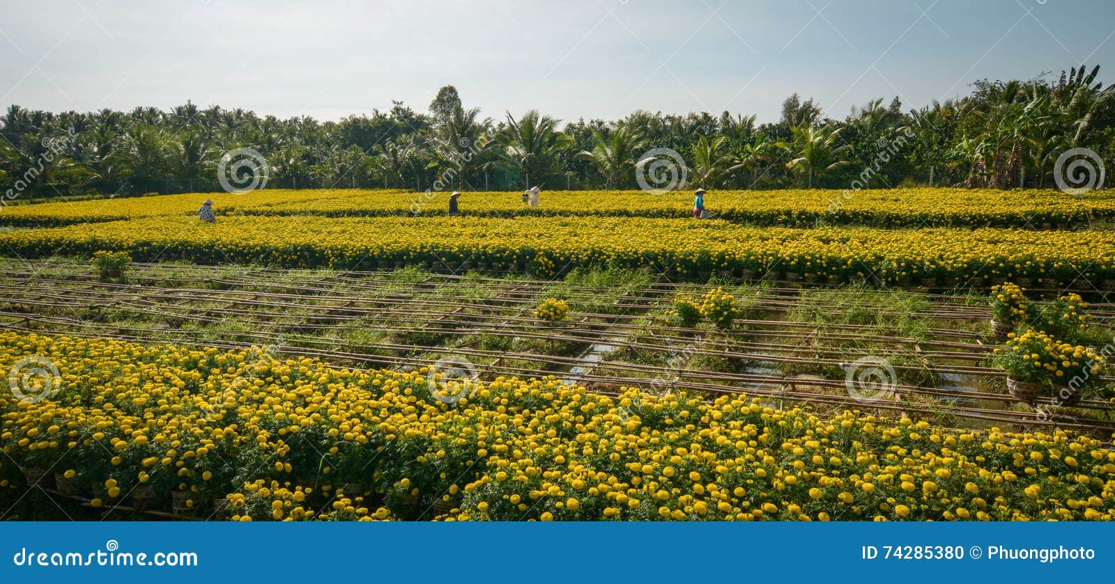 People Working at the Flower Fields Editorial Image - Image of carrying ...