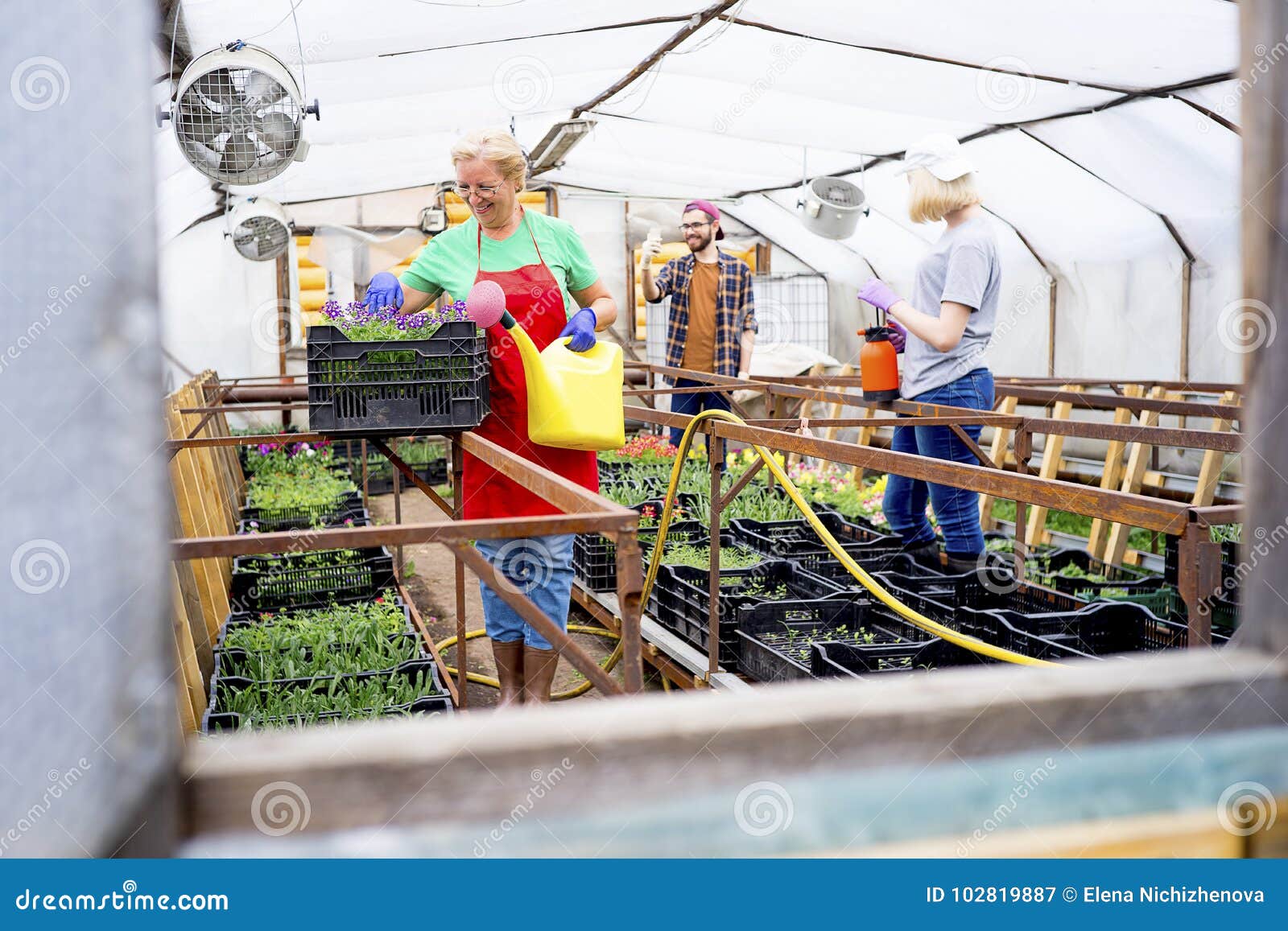 People Working in a Greenhouse Stock Image - Image of farmer, house ...