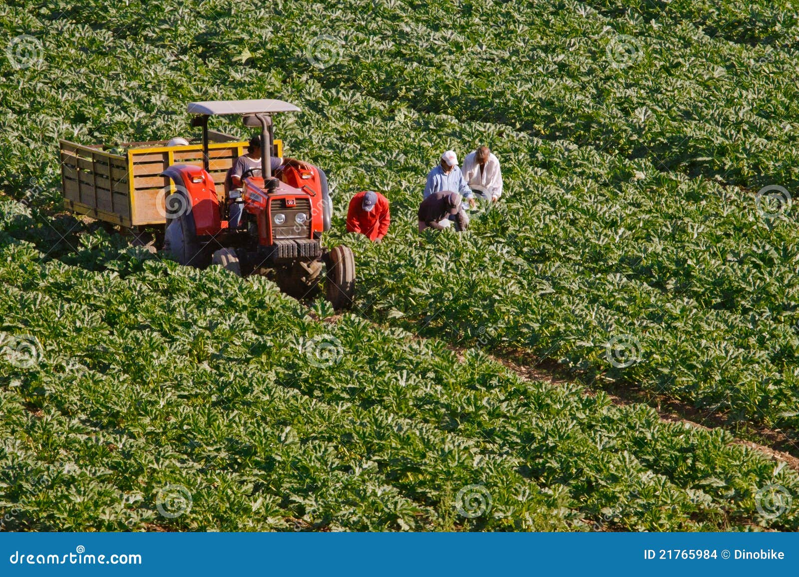 People Working in a Harvest Editorial Stock Image - Image of horizontal ...