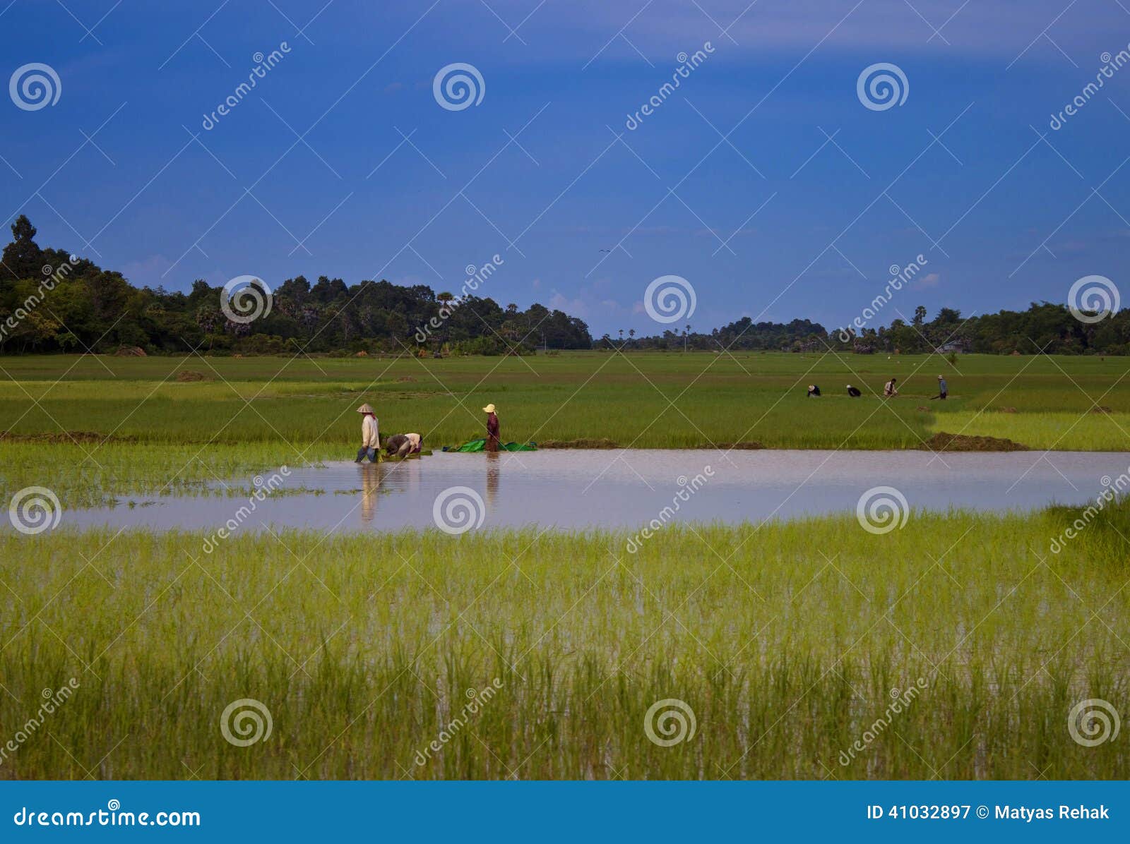 People Working on a Paddy Field Editorial Photography - Image of ...