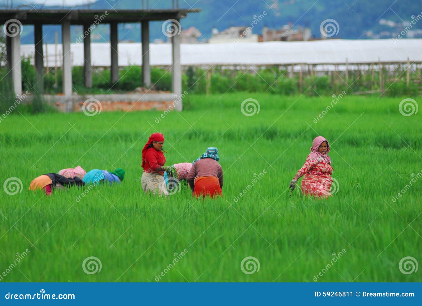 People Working in the Rice Field Editorial Photo - Image of desperate ...