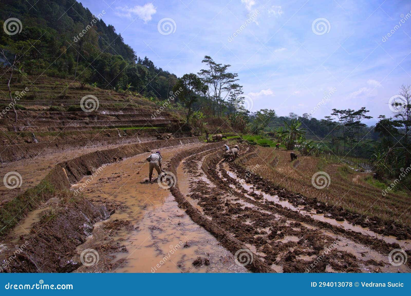 People Working in Rice Fields Editorial Stock Photo - Image of farmland ...