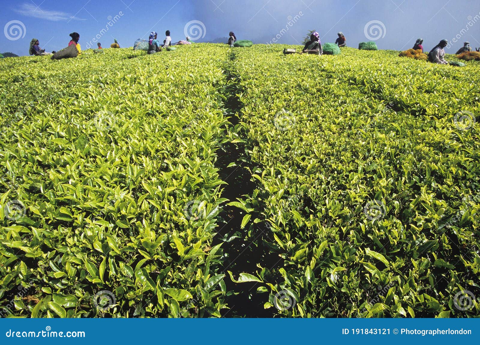 People Working in Tea Plantation Editorial Photo - Image of worker ...