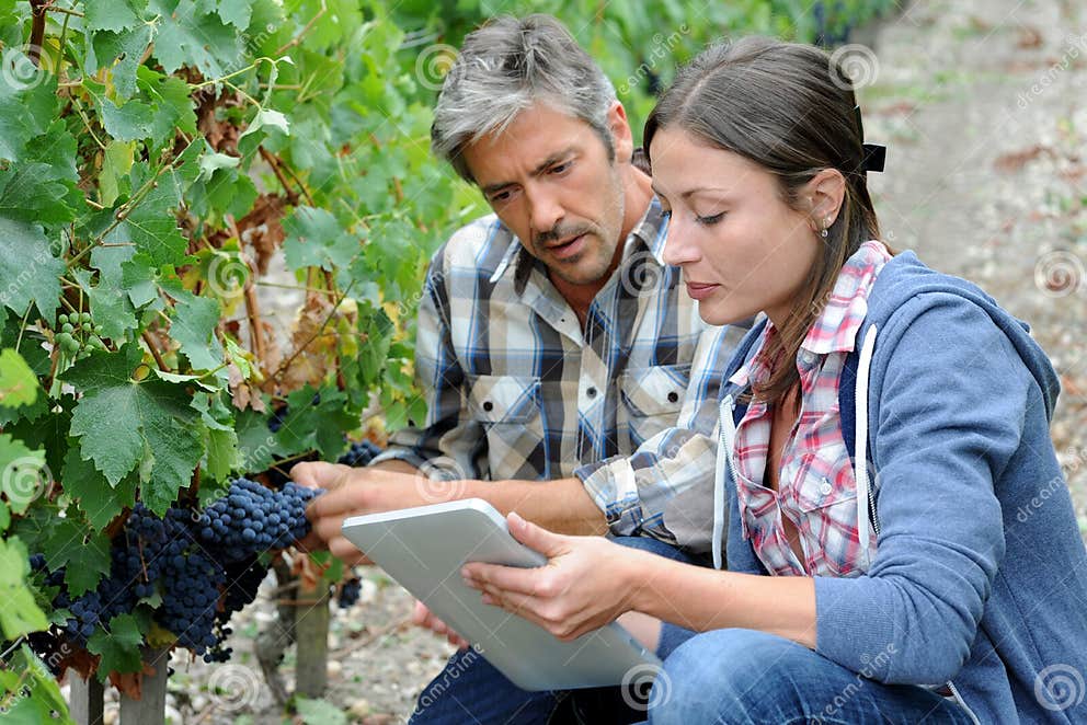 People working in vineyard stock photo. Image of harvest - 26431262