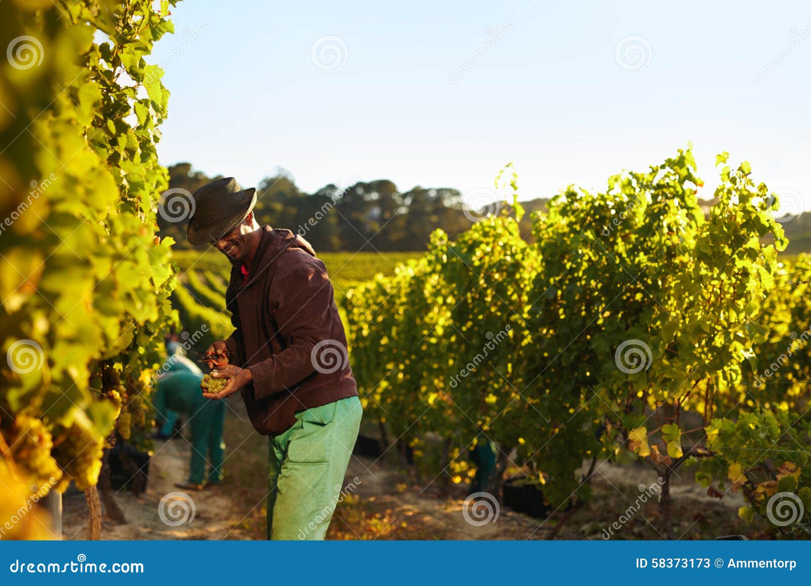 People working in vineyard stock image. Image of male - 58373173