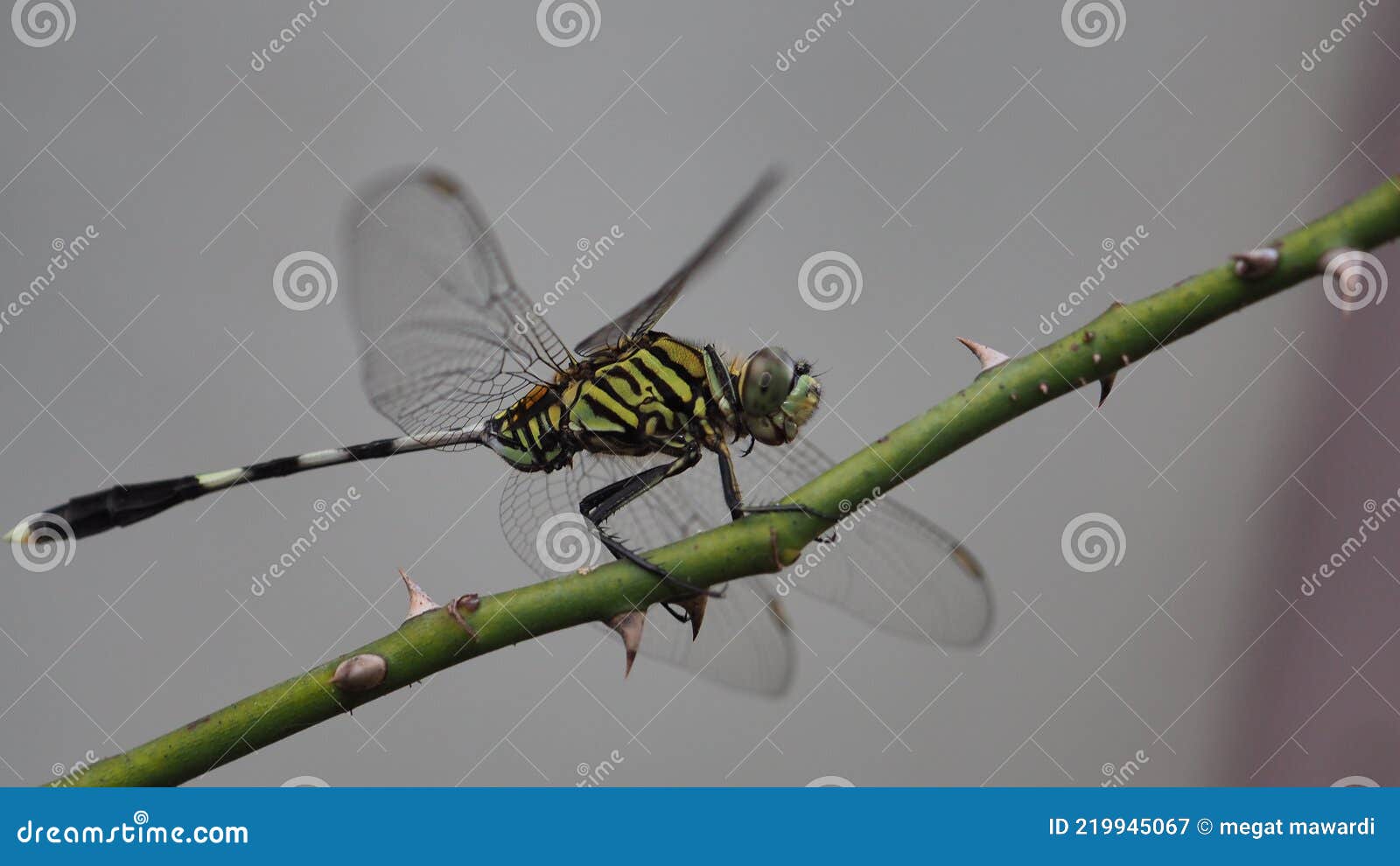 Pepatung Hinggap Di Ranting Stock Image - Image of hinggap, pepatung ...