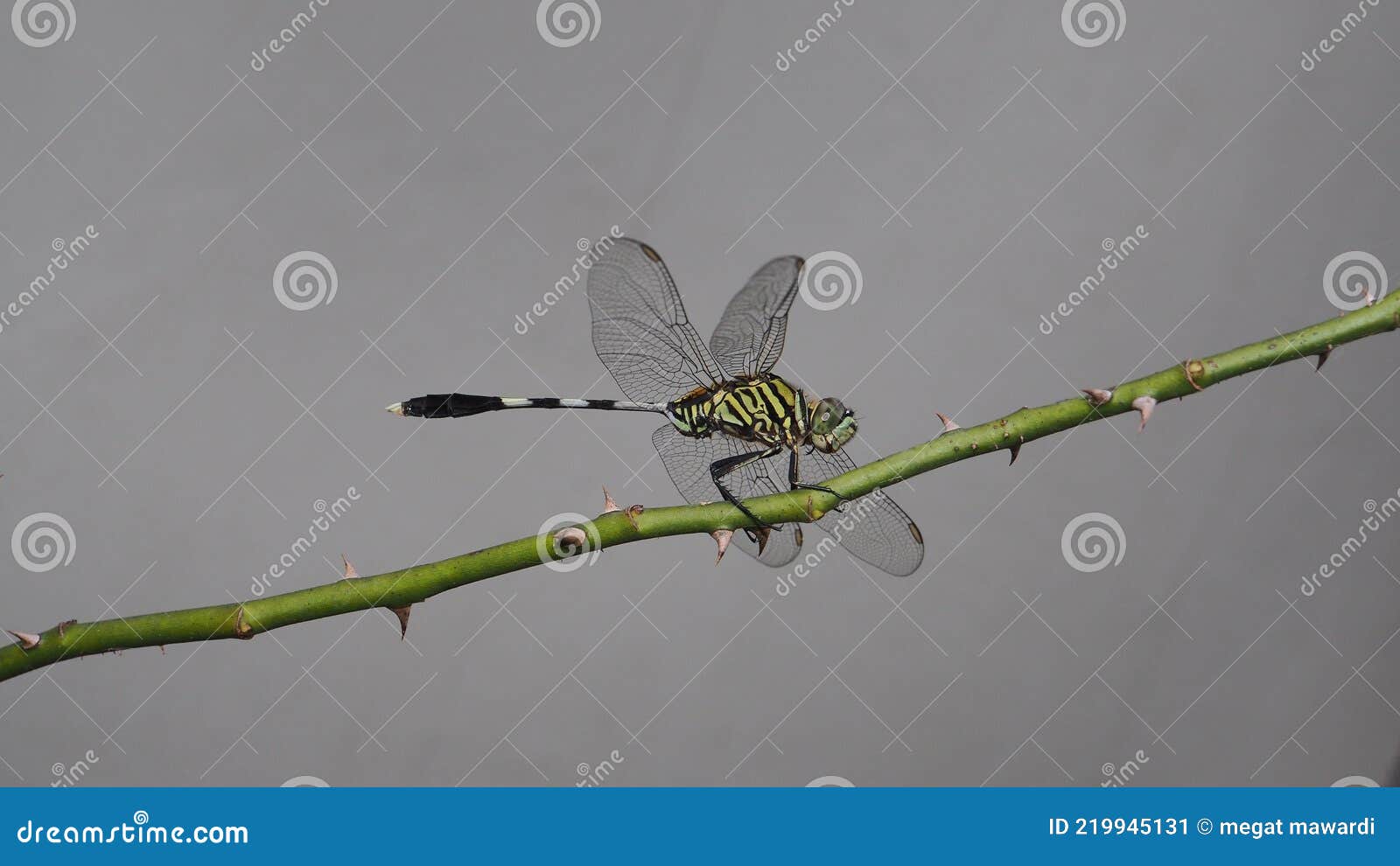 Pepatung Hinggap Di Ranting Stock Image - Image of mselfly, pepatung ...