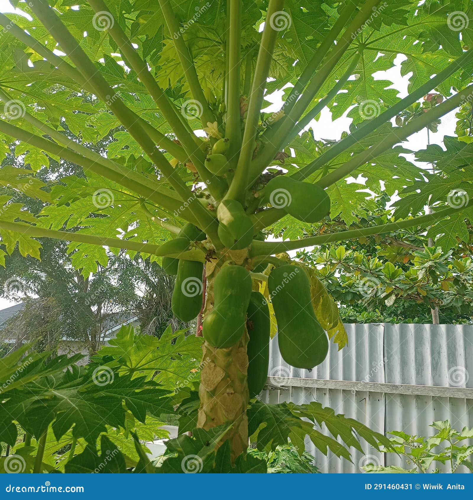 197 Pepaya Tree Stock Photos - Free & Royalty-Free Stock Photos from ...