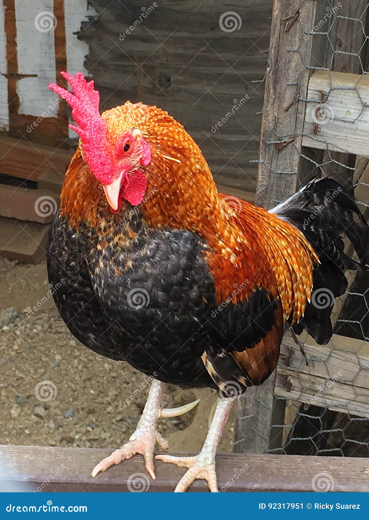 Pepe, mi gallo miniatura imagen de archivo. Imagen de pepita - 92317951