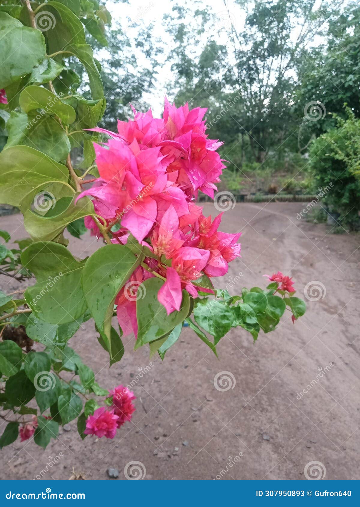 Peper flower stock image. Image of tree, natural, peper - 307950893