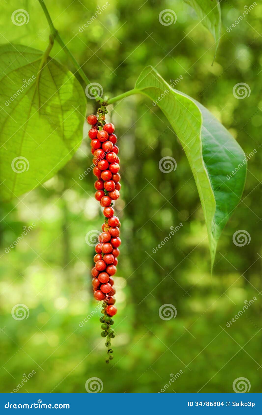 Peper op de boom stock foto. Image of aziatisch, bruin - 34786804