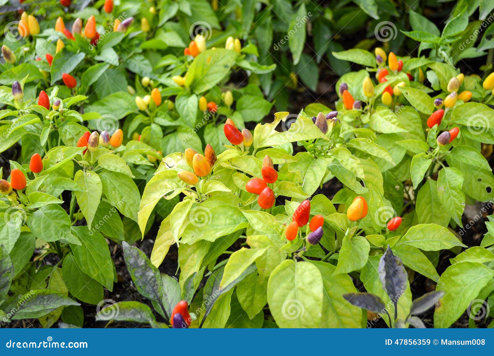 Peperboom stock afbeelding. Image of kruid, blad, tuin - 47856359