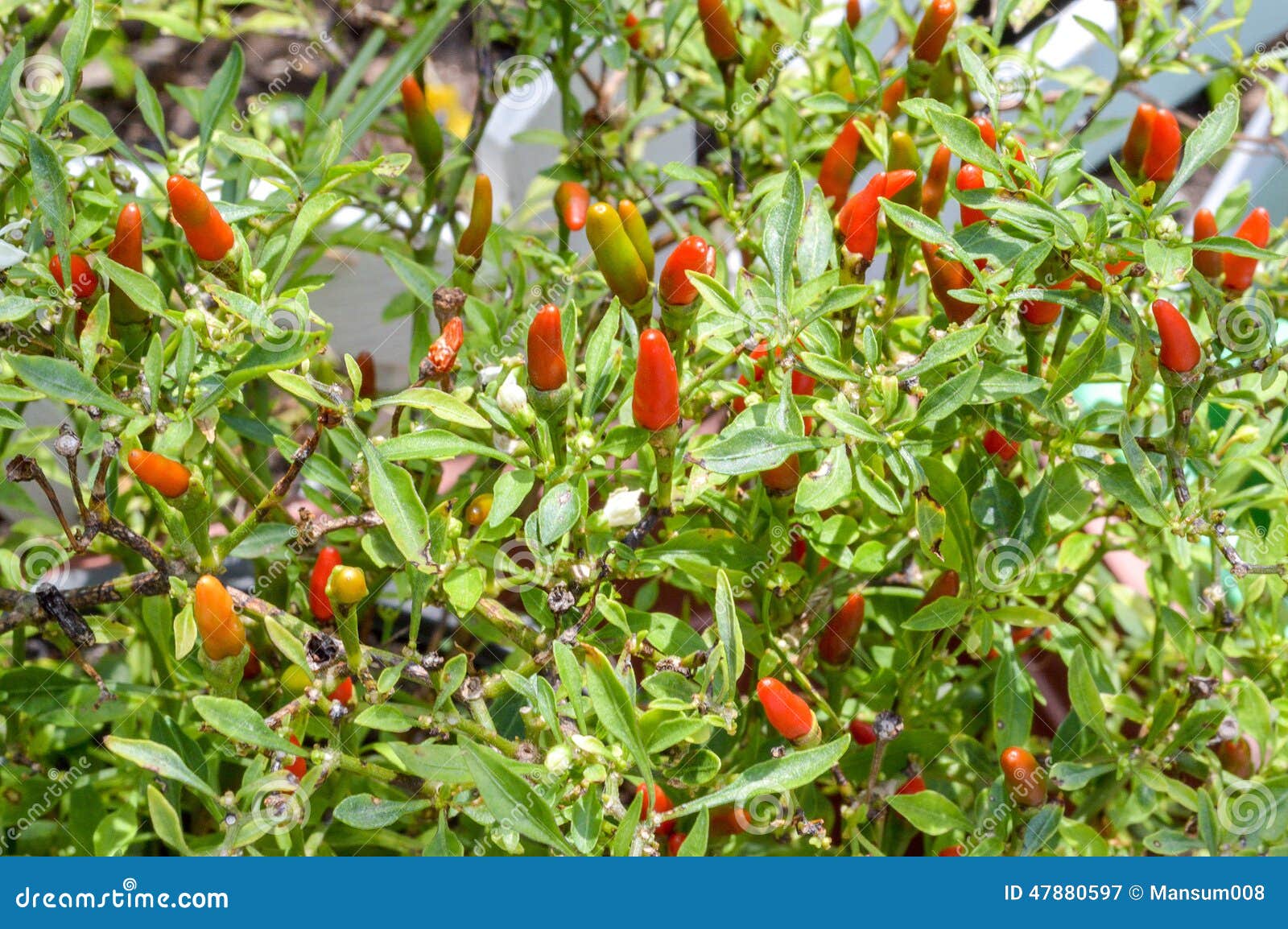 Peperboom stock afbeelding. Afbeelding bestaande uit boom - 47880597