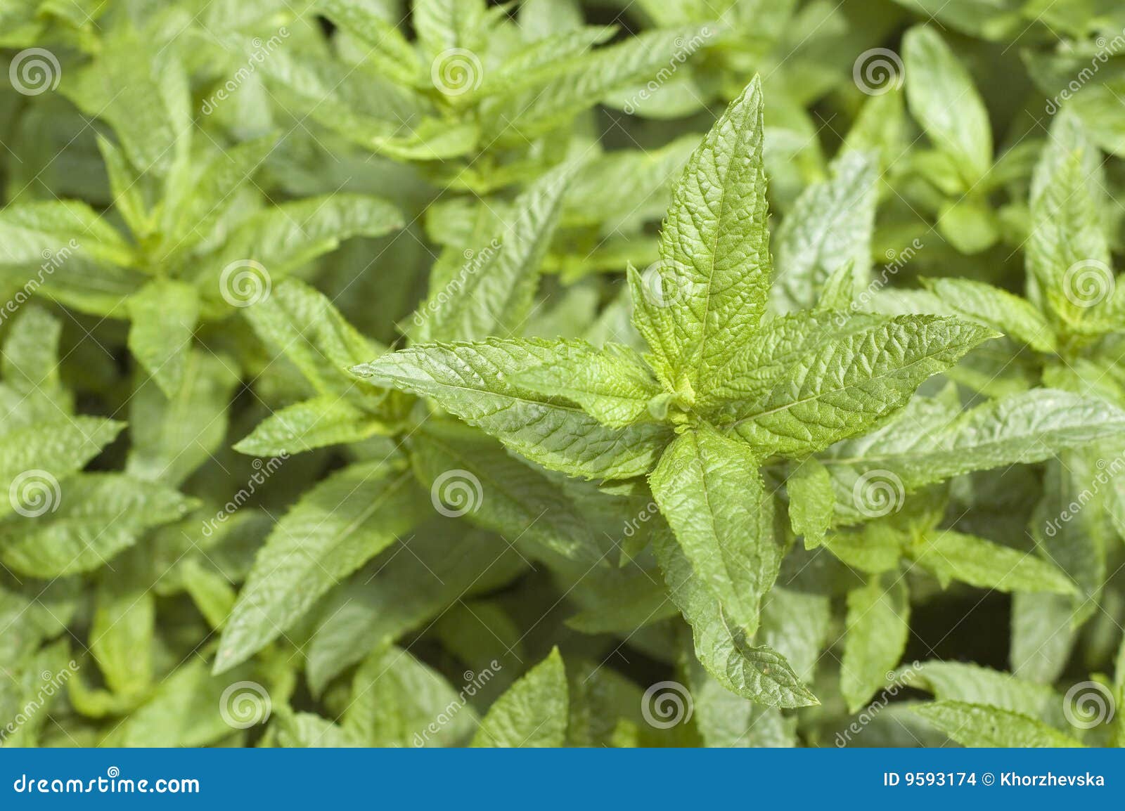 Pepermint stock photo. Image of aroma, mint, living, nature - 9593174
