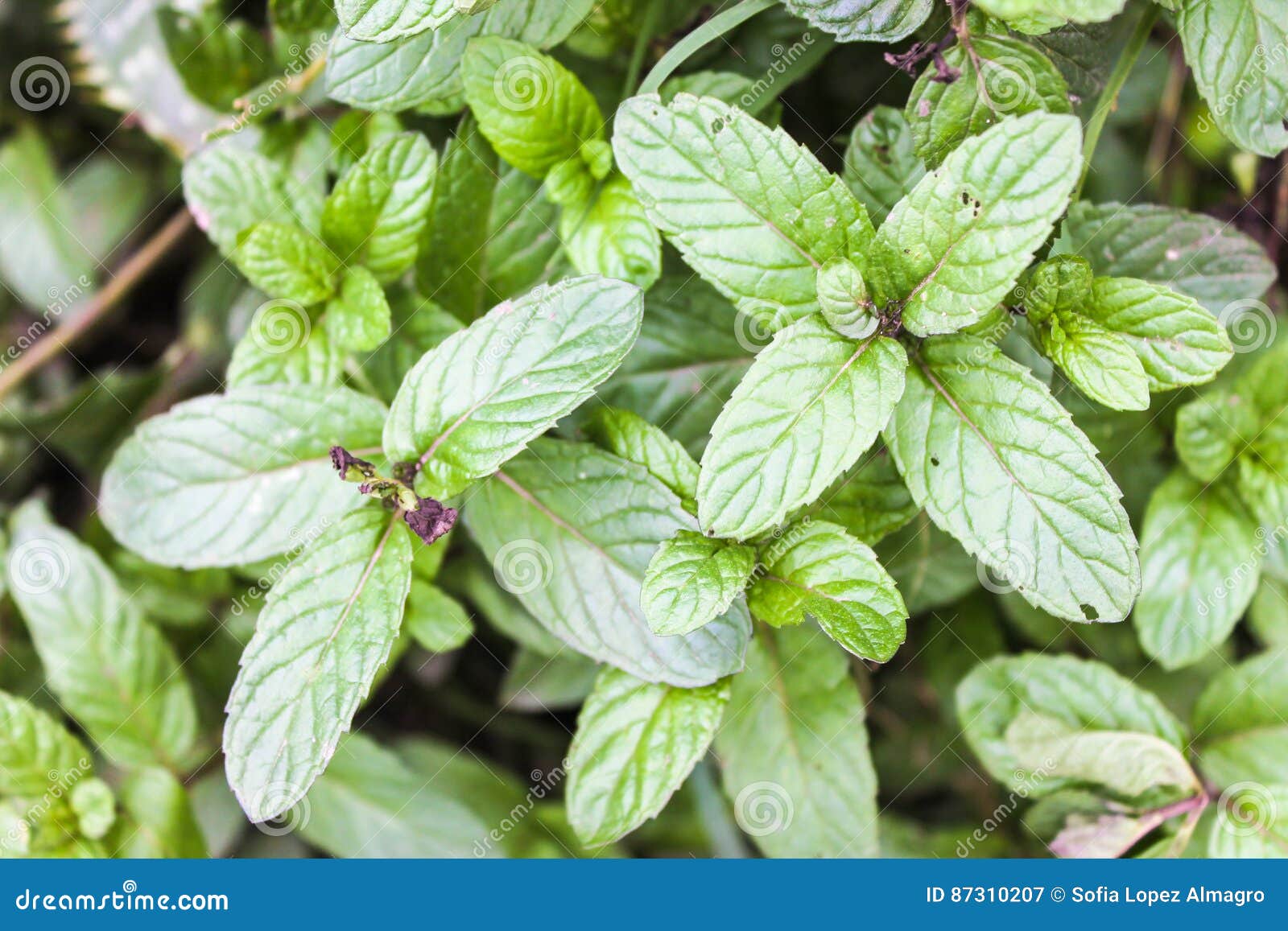 Pepermint Field Detail stock image. Image of natural - 87310207