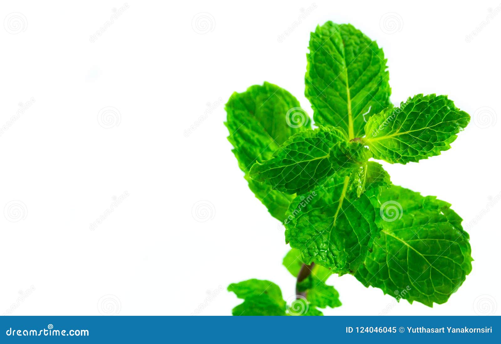 Pepermint Fresh Isolated on White Background Stock Image - Image of ...