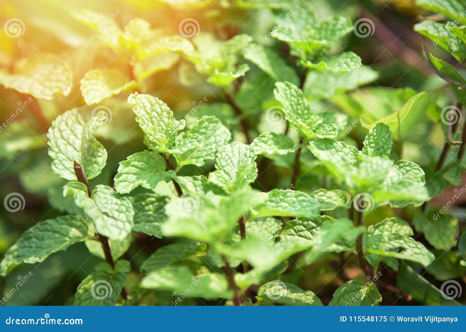 Pepermunt stock afbeelding. Image of installatie, aromatisch - 115548175