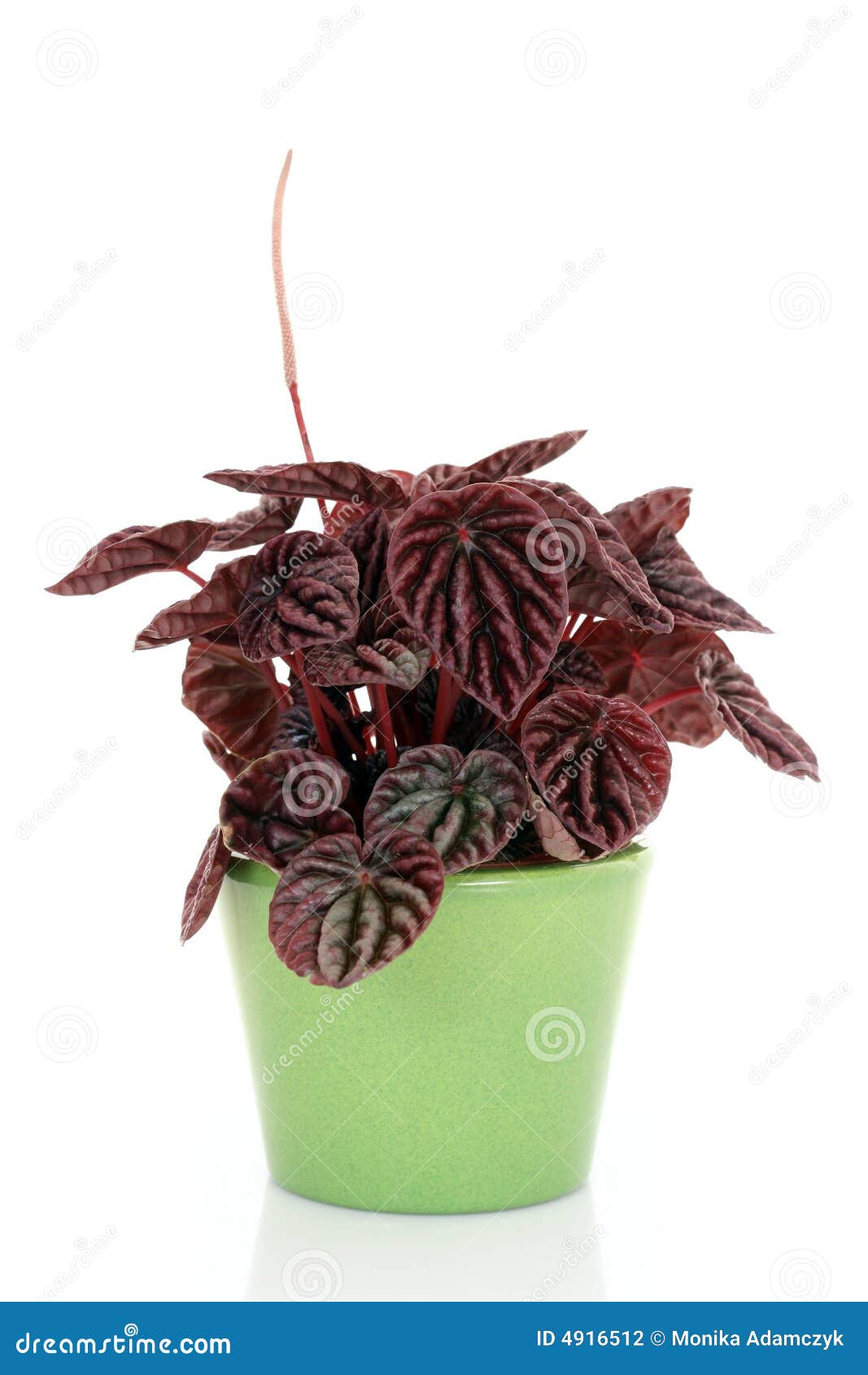 Peperomia stock photo. Image of details, natural, flowers - 4916512