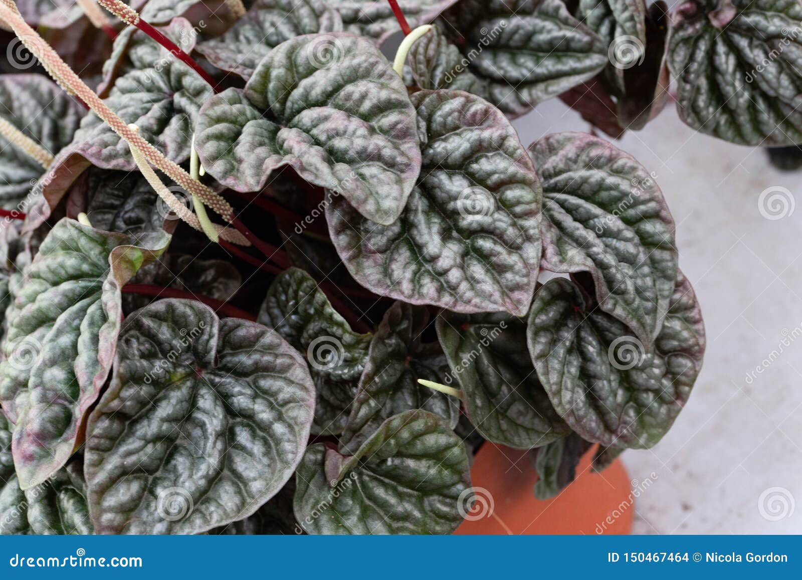 Peperomia Caperata plant stock photo. Image of plant - 150467464