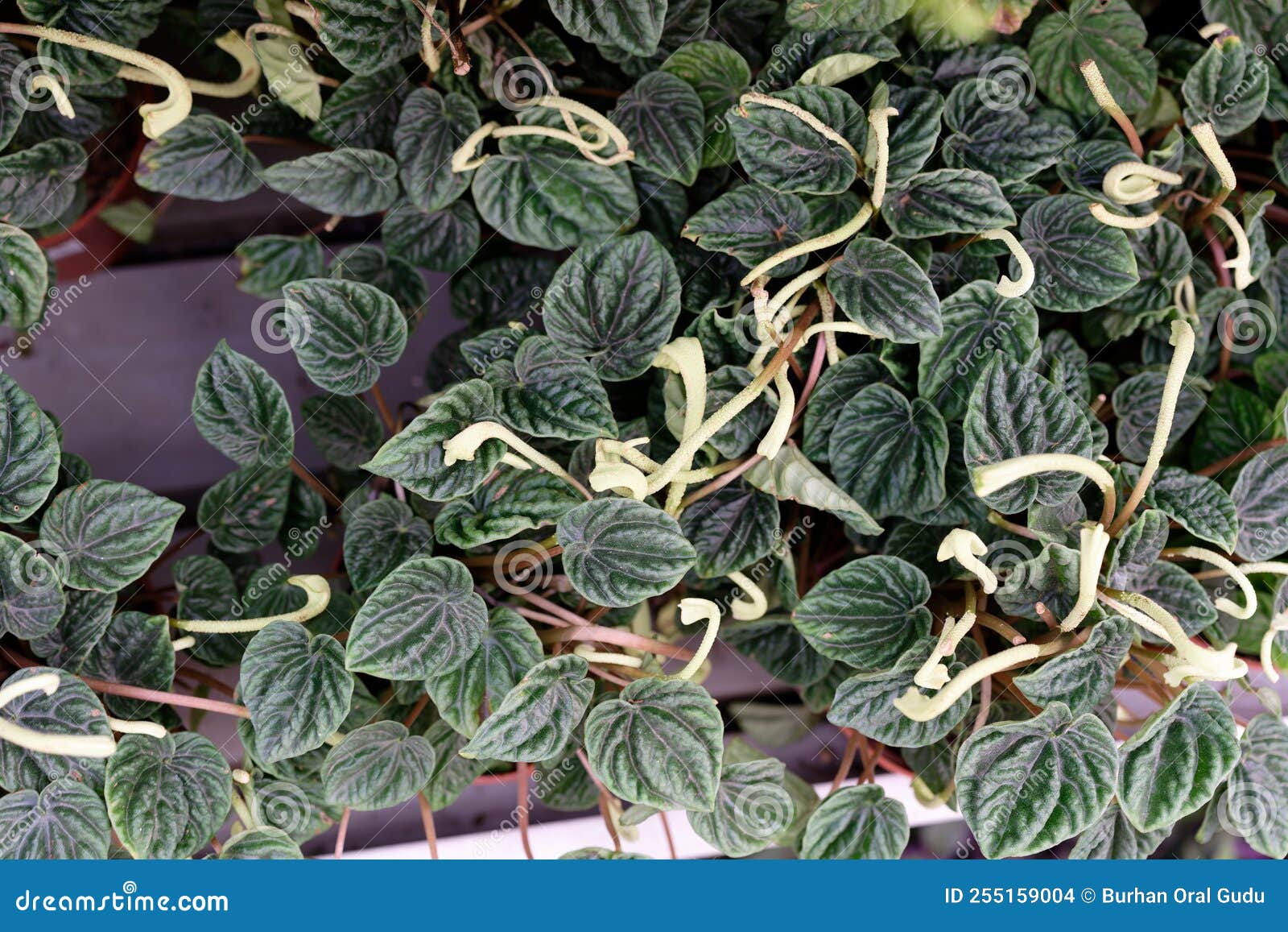 Peperomia Caperata, Commonly Known As Emerald Ripple Stock Photo ... Peperomia Caperata, Commonly Known As Emerald Ripple Stock Photo ...