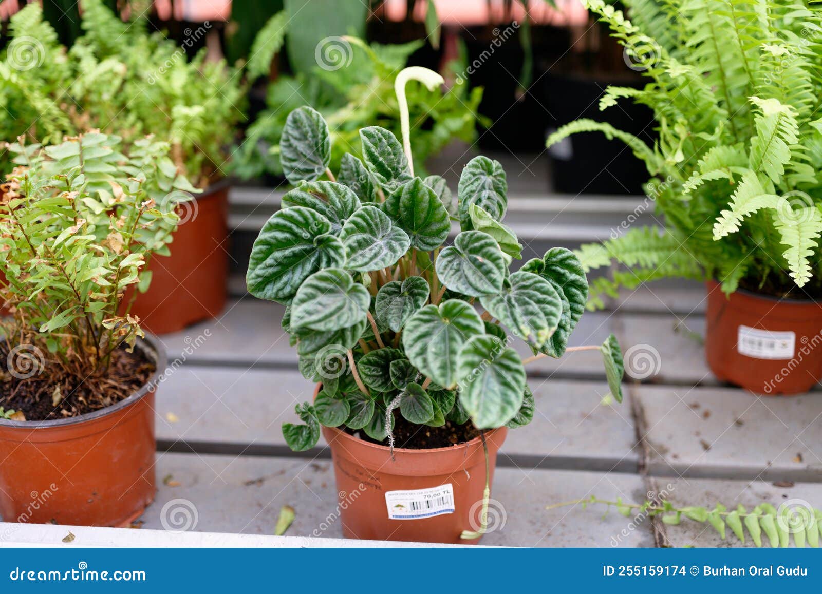 Peperomia Caperata, Commonly Known As Emerald Ripple Stock Photo ... Peperomia Caperata, Commonly Known As Emerald Ripple Stock Photo ...