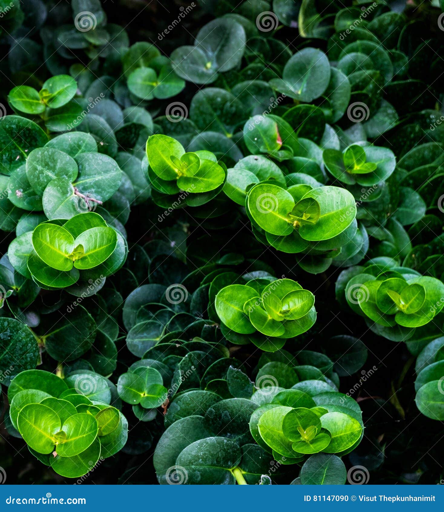 Peperomia Green Leaves In Garden On Natural Background Stock ...