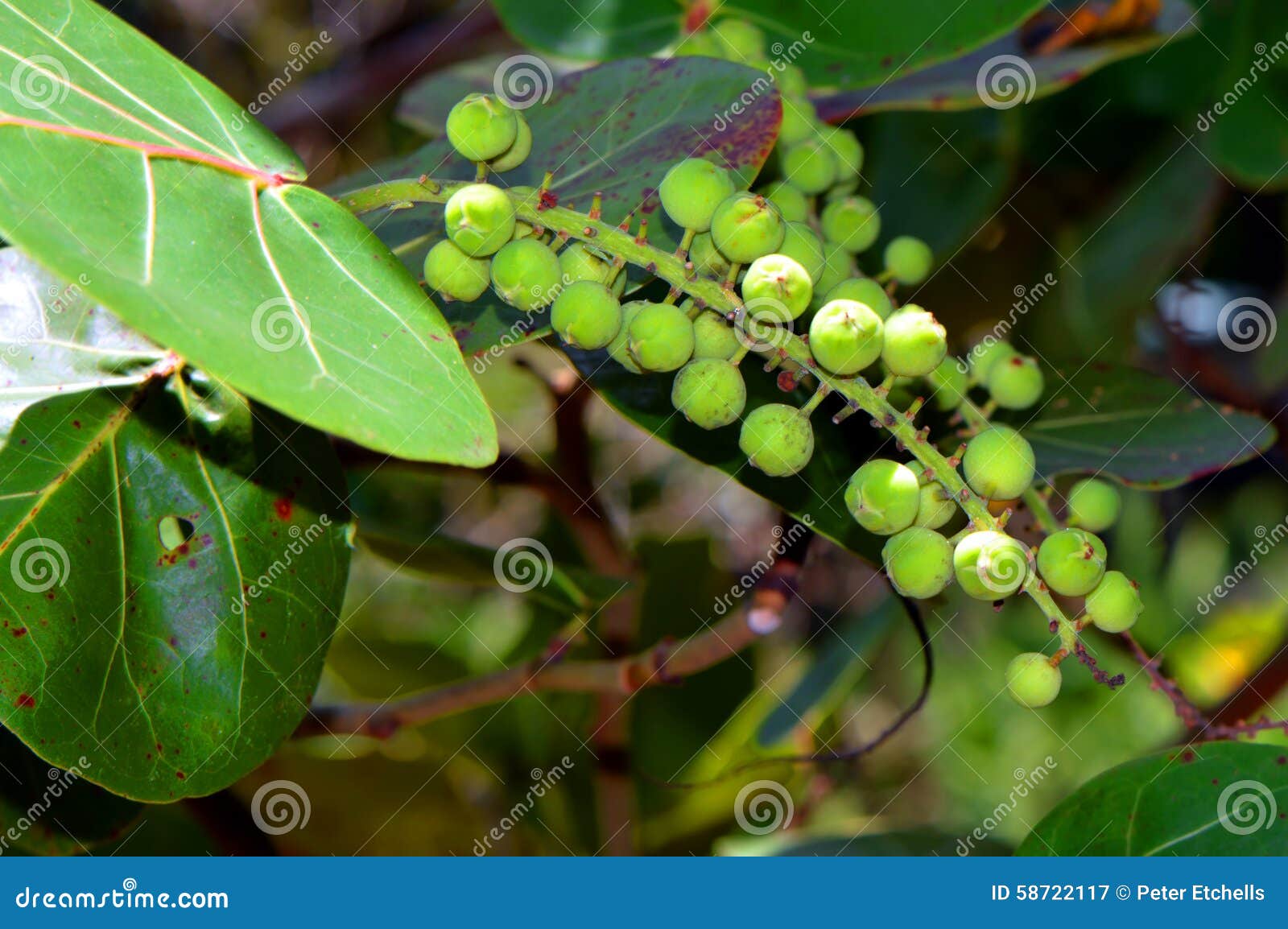 Florida Peperomia In Fakahatchee Strand Preserve State Park, Florida ...