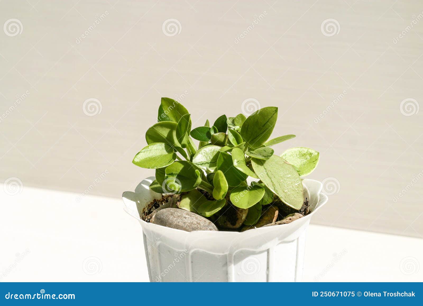 Peperomia Orba Pixie Lime Houseplant Collection Stock Image - Image of ...