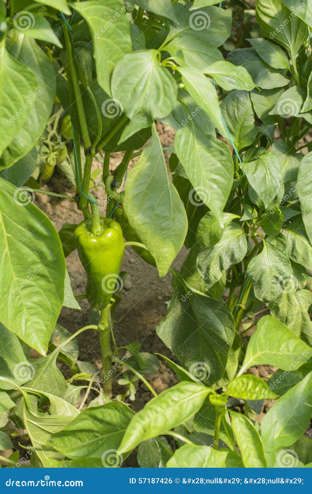Peperone dolce verde fotografia stock. Immagine di podere - 57187426