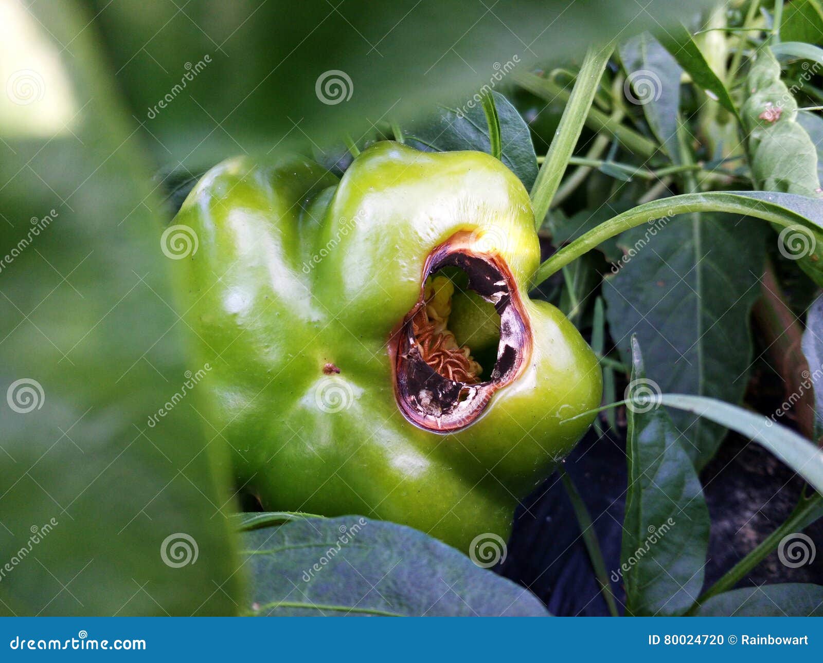 Peperone Verde Con La Malattia Fotografia Stock - Immagine di pianta ...