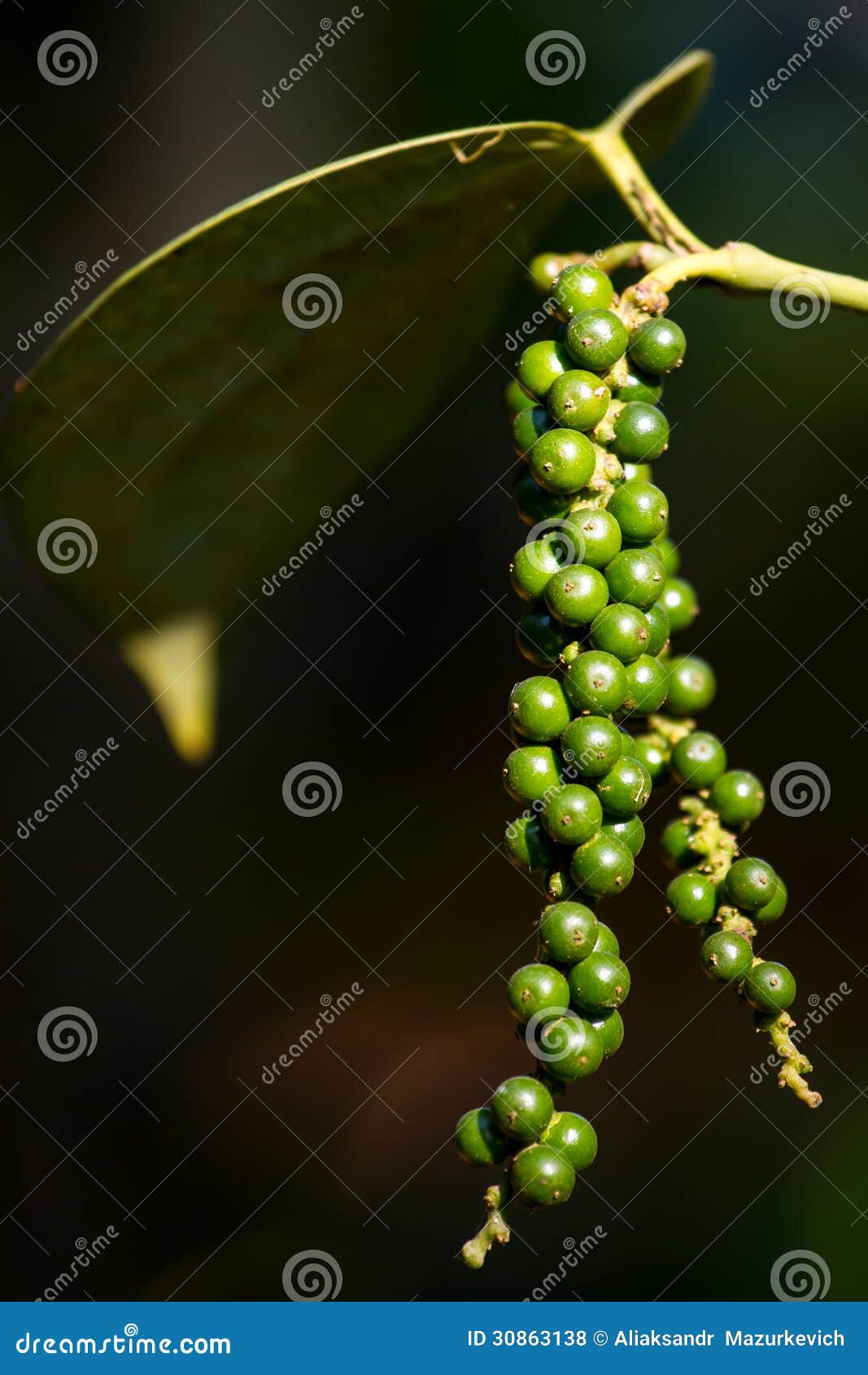 Peperone Verde Fresco (Piper Nigrum) Fotografia Stock - Immagine di ...