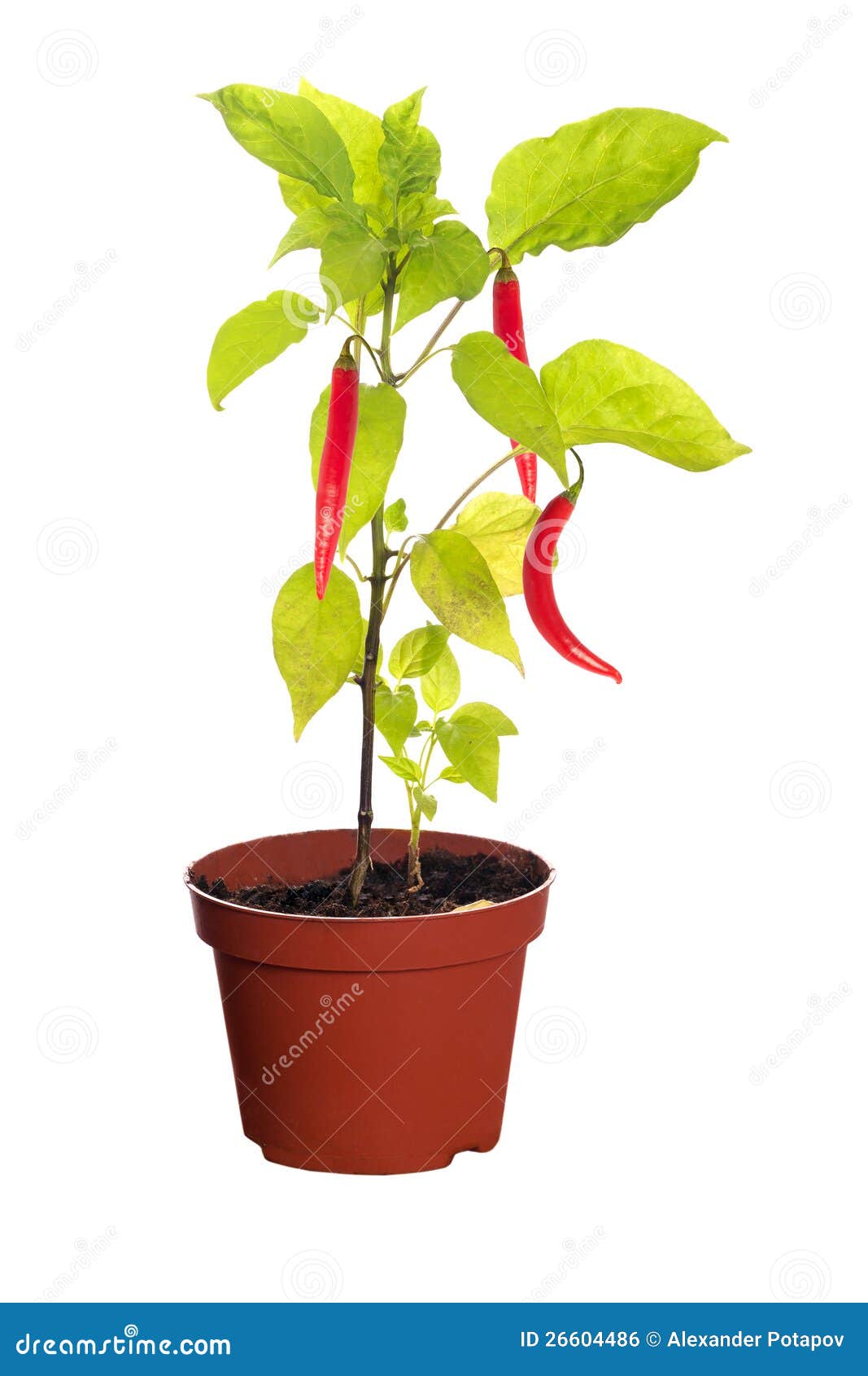 Peperoni Di Peperoncino Rosso Sulla Pianta in POT Fotografia Stock ...