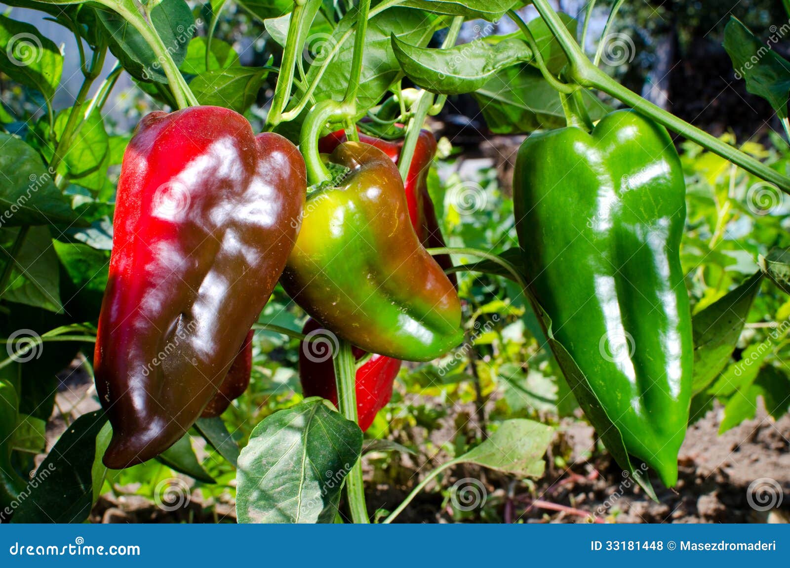 Peperoni Rossi Dolci Di Kapia Fotografia Stock - Immagine di maturo ...