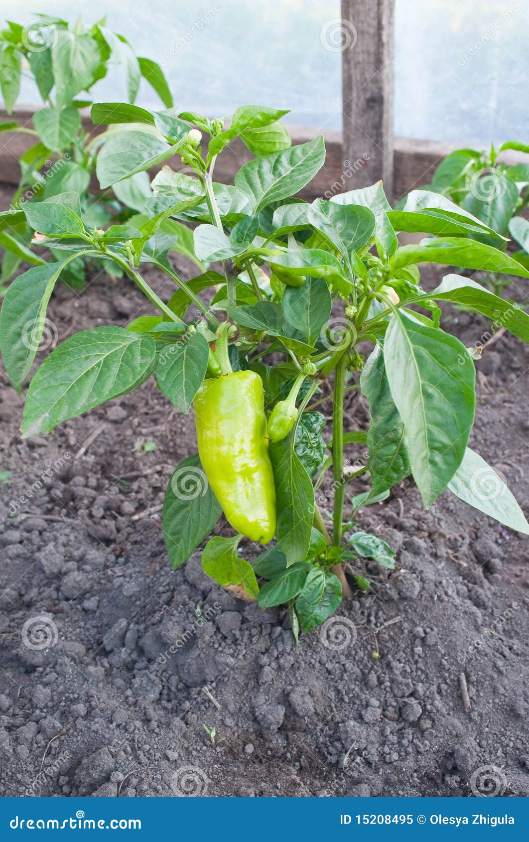 Peperoni verdi immagine stock. Immagine di crescere, frutte - 15208495