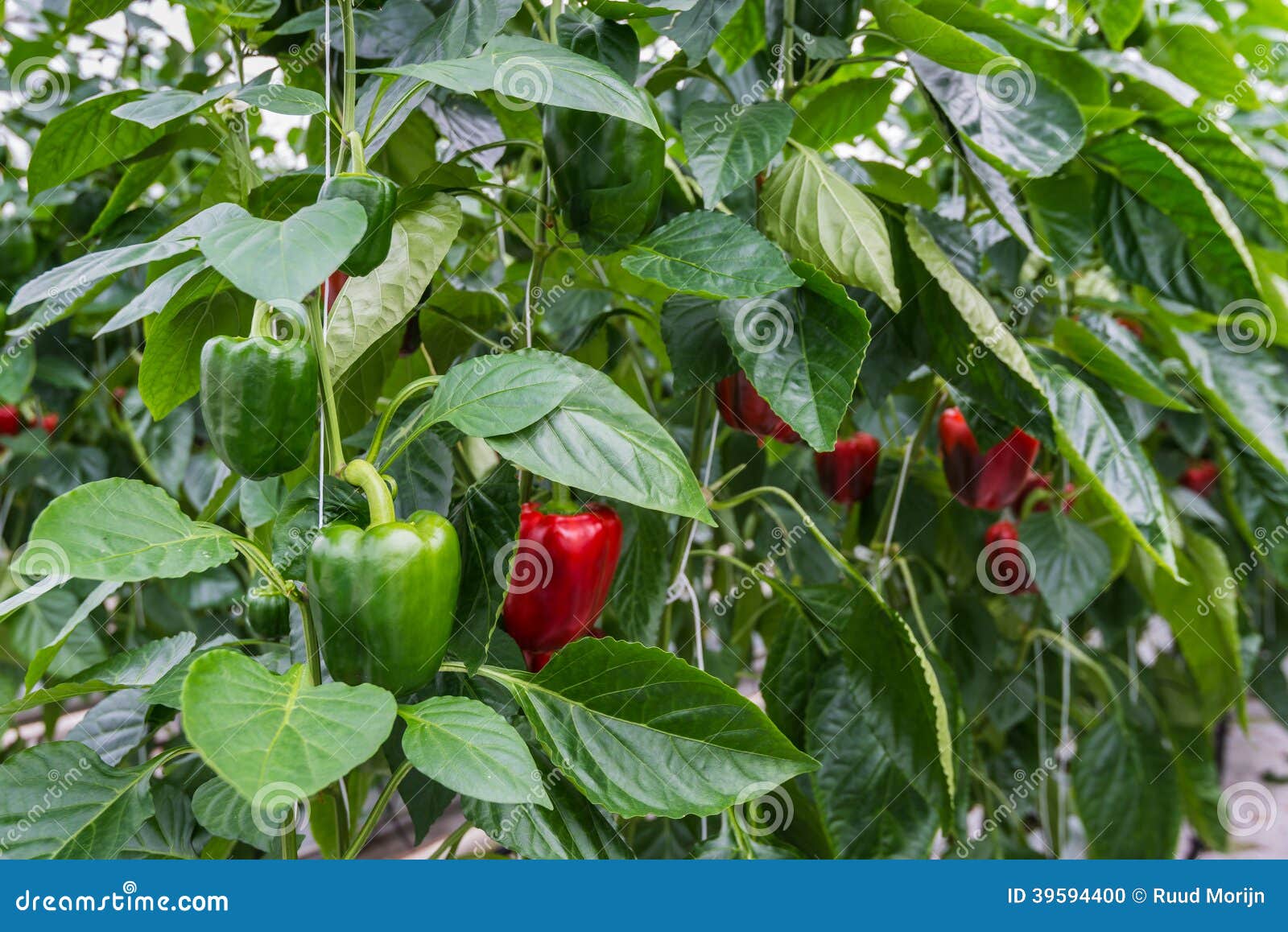 Peperoni Verdi Rossi Crescenti Dell'en Fotografia Stock - Immagine di ...