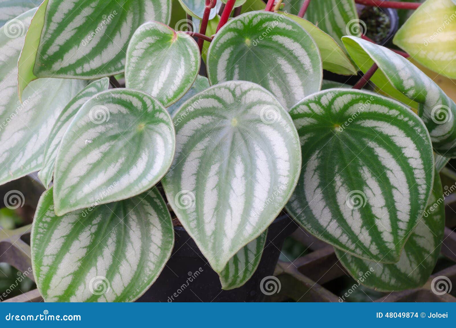 Peperromia emerald ripple stock photo. Image of emerald - 48049874