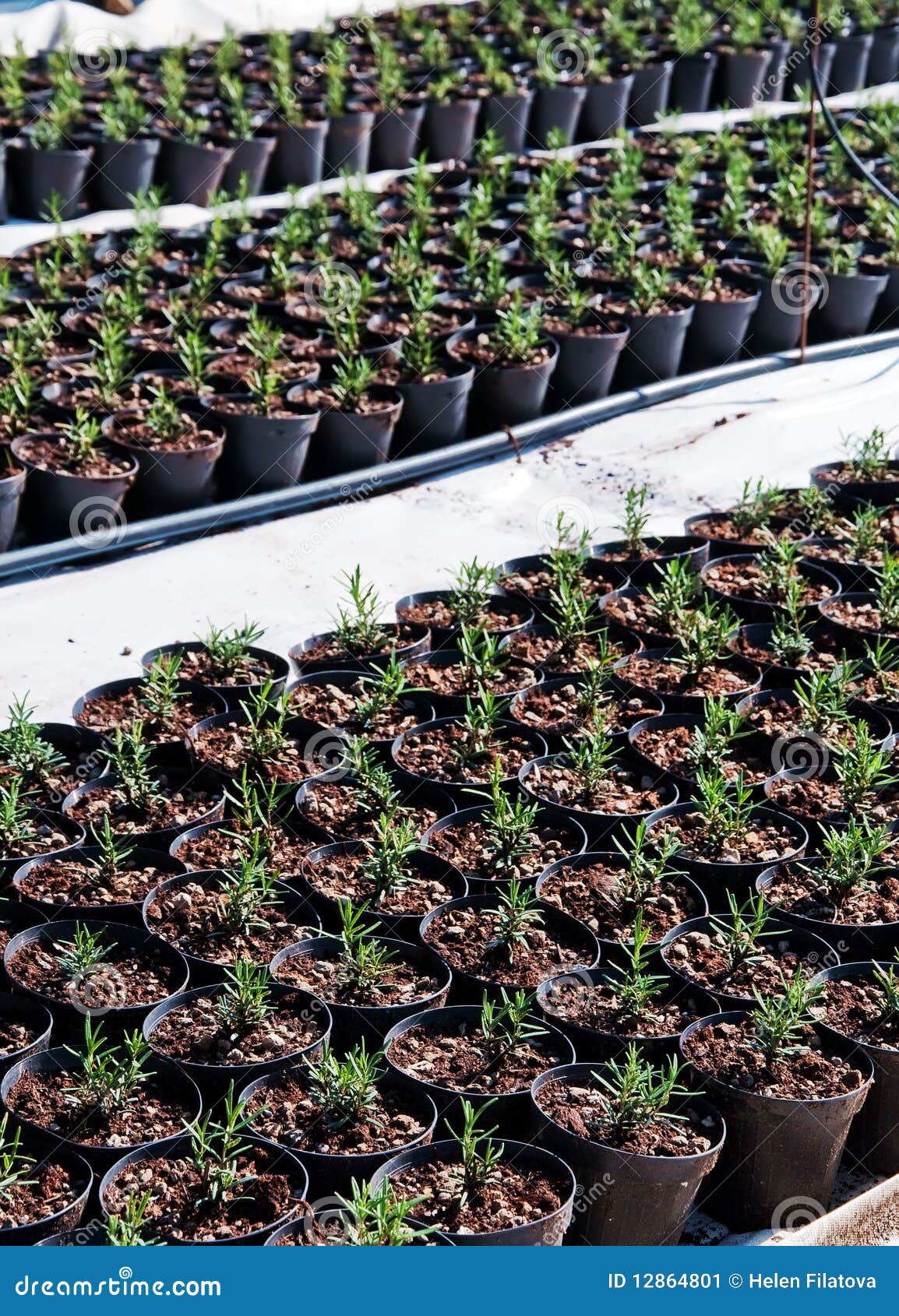Pepiniera obraz stock. Obraz złożonej z wierutny, przyrost - 12864801