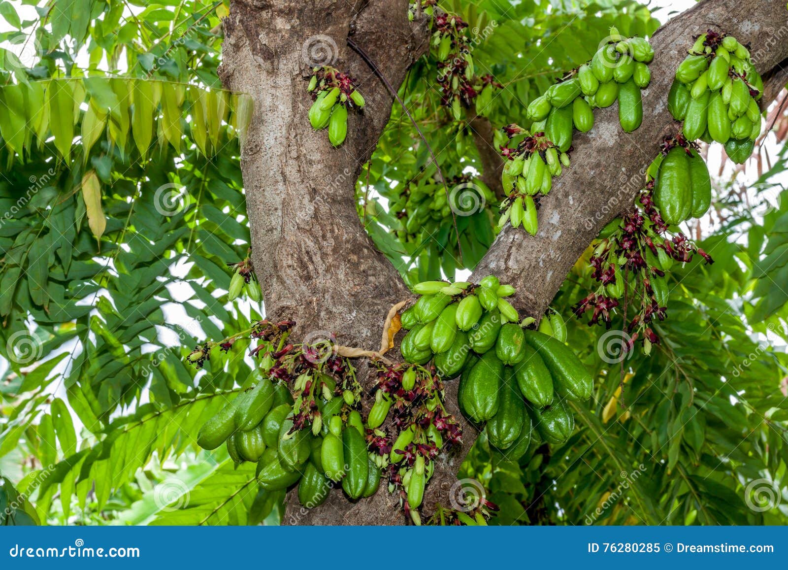 Pepinillo del árbol imagen de archivo. Imagen de coma - 76280285
