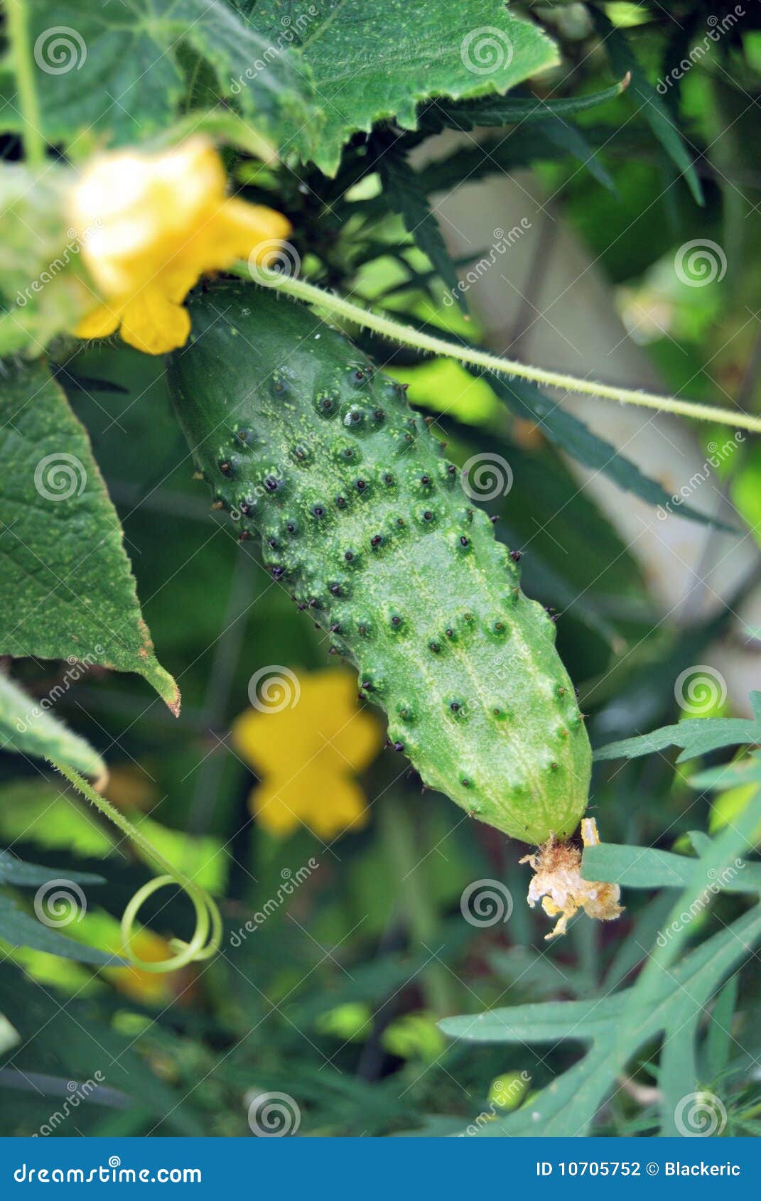 Pepino foto de archivo. Imagen de flor, crezca, planta - 10705752