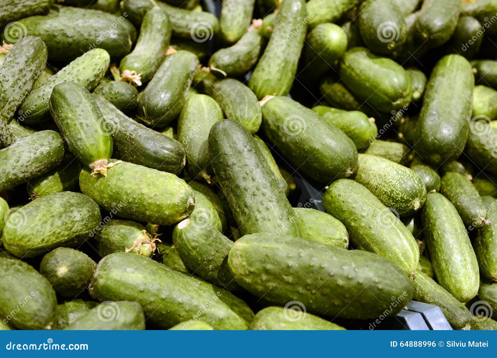 Pepino fresco foto de archivo. Imagen de verano, alimento - 64888996