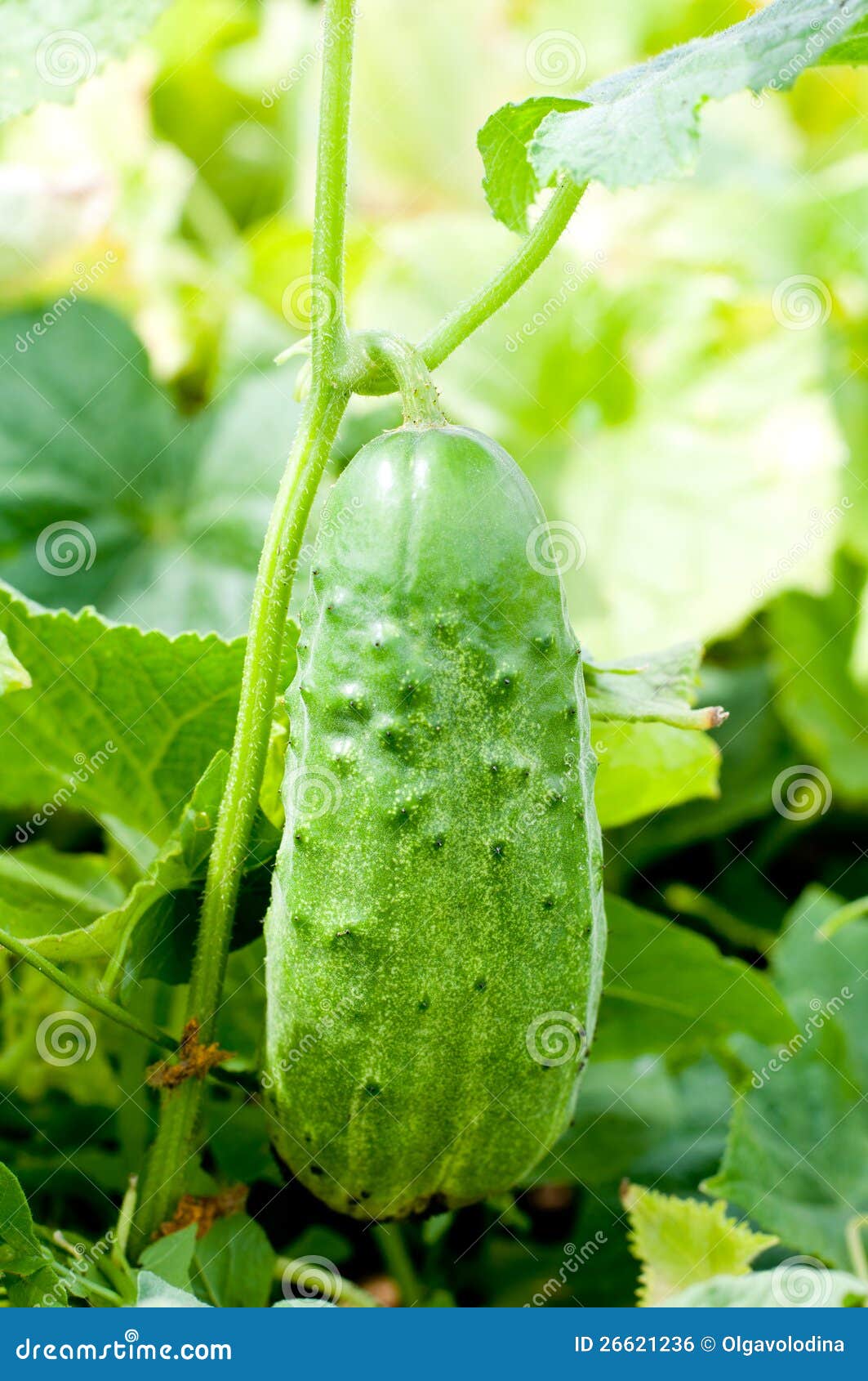 Pepino fresco en cama foto de archivo. Imagen de ingrediente - 26621236