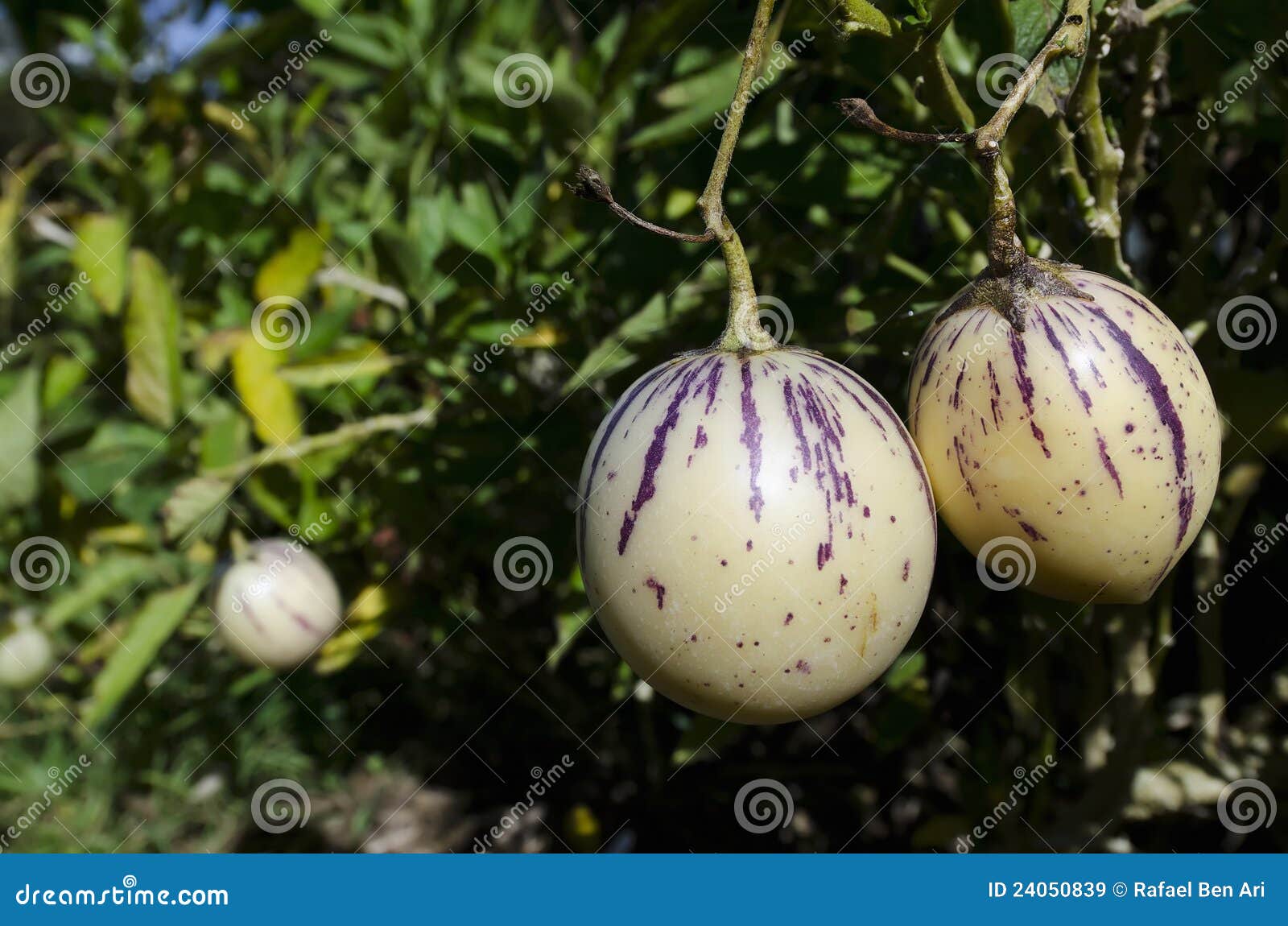 Pepino Fruit stock image. Image of healthy, exotic, tropical - 24050839