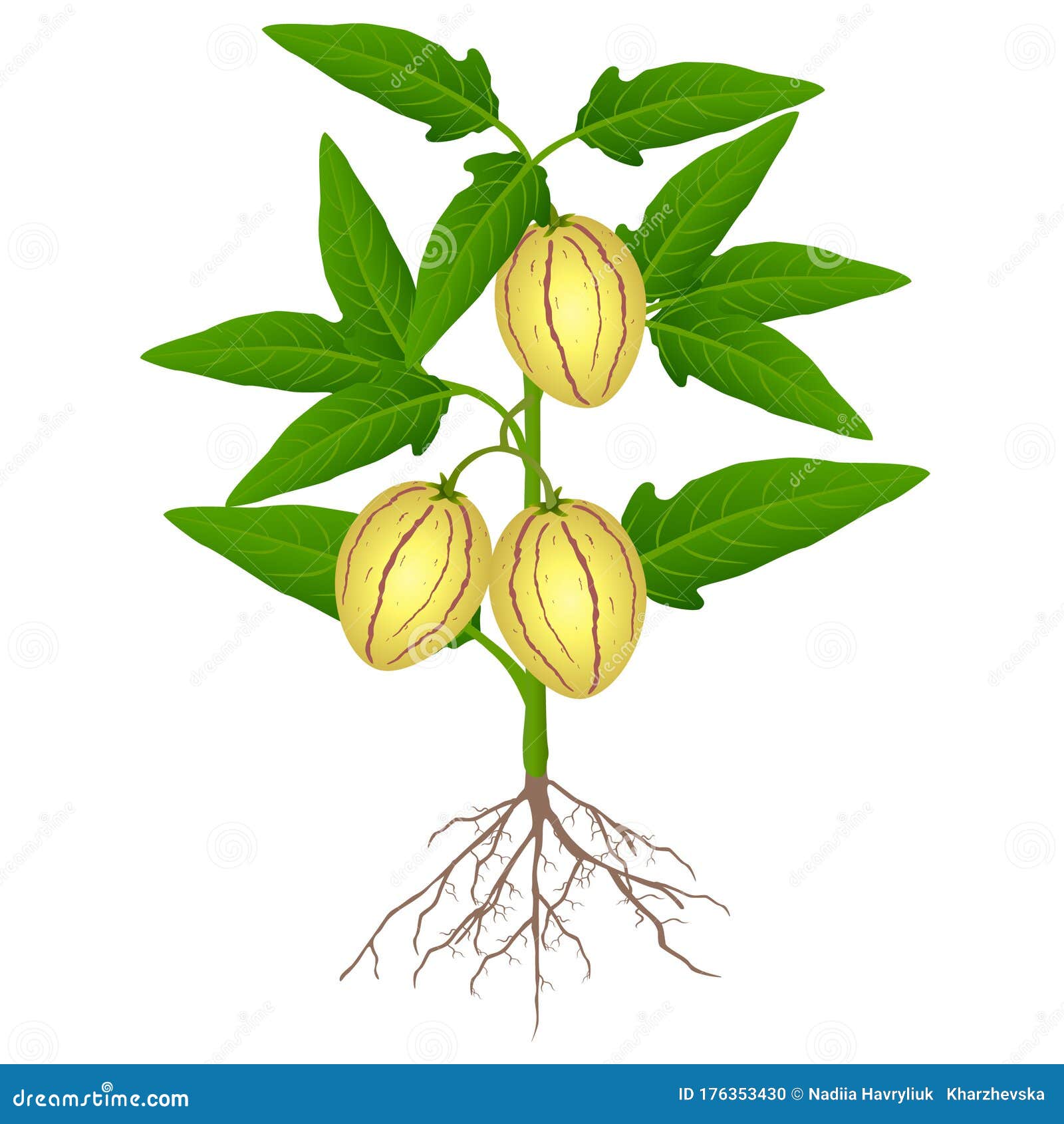 Tropical Melons Tree Stock Illustrations – 6 Tropical Melons Tree Stock ...