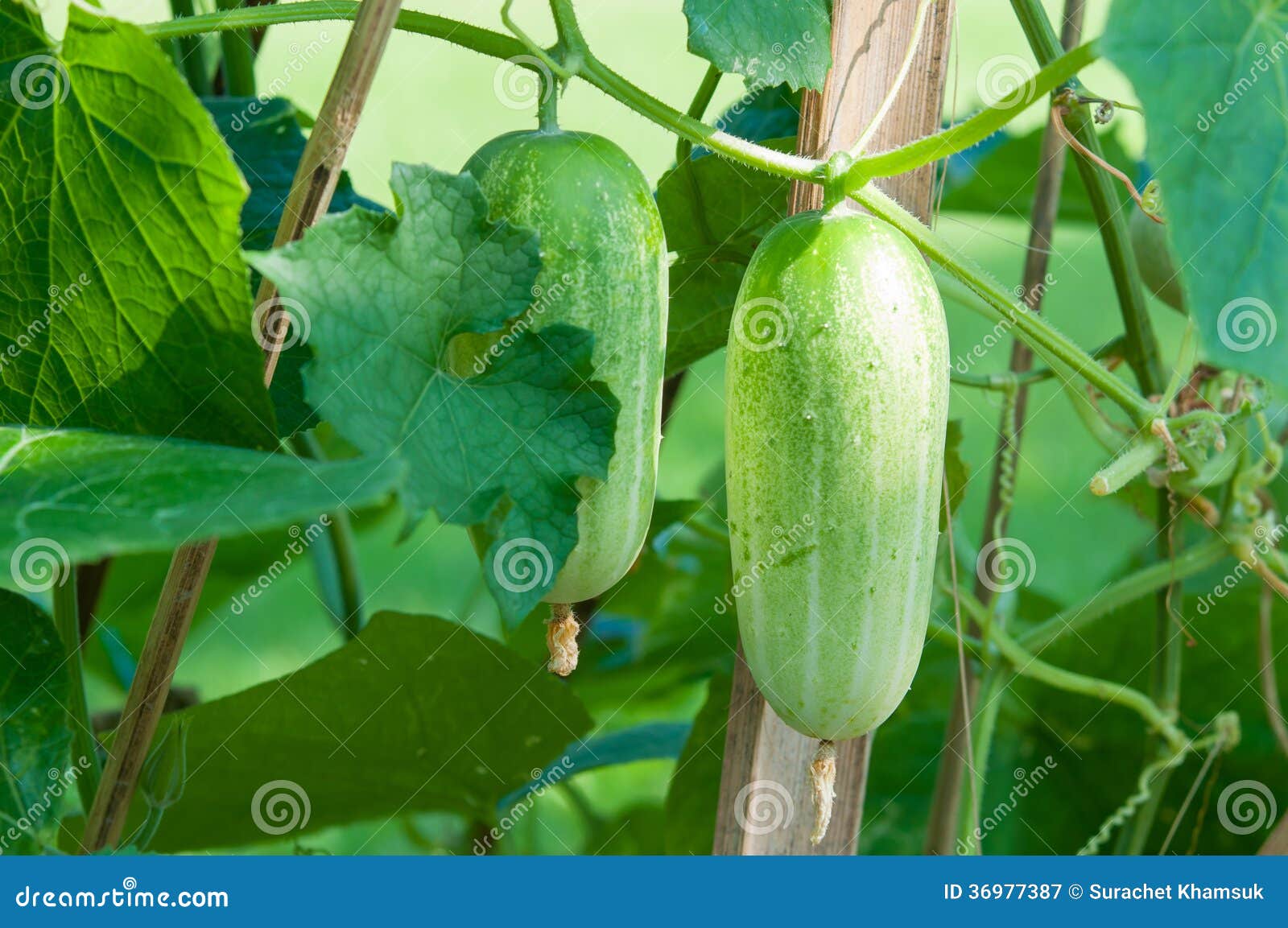 Pepino verde en árbol imagen de archivo. Imagen de crudo - 36977387