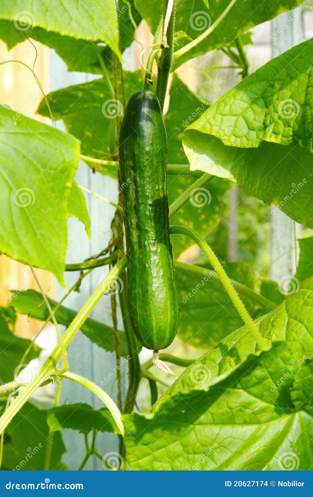 Pepino verde grande foto de archivo. Imagen de comida - 20627174