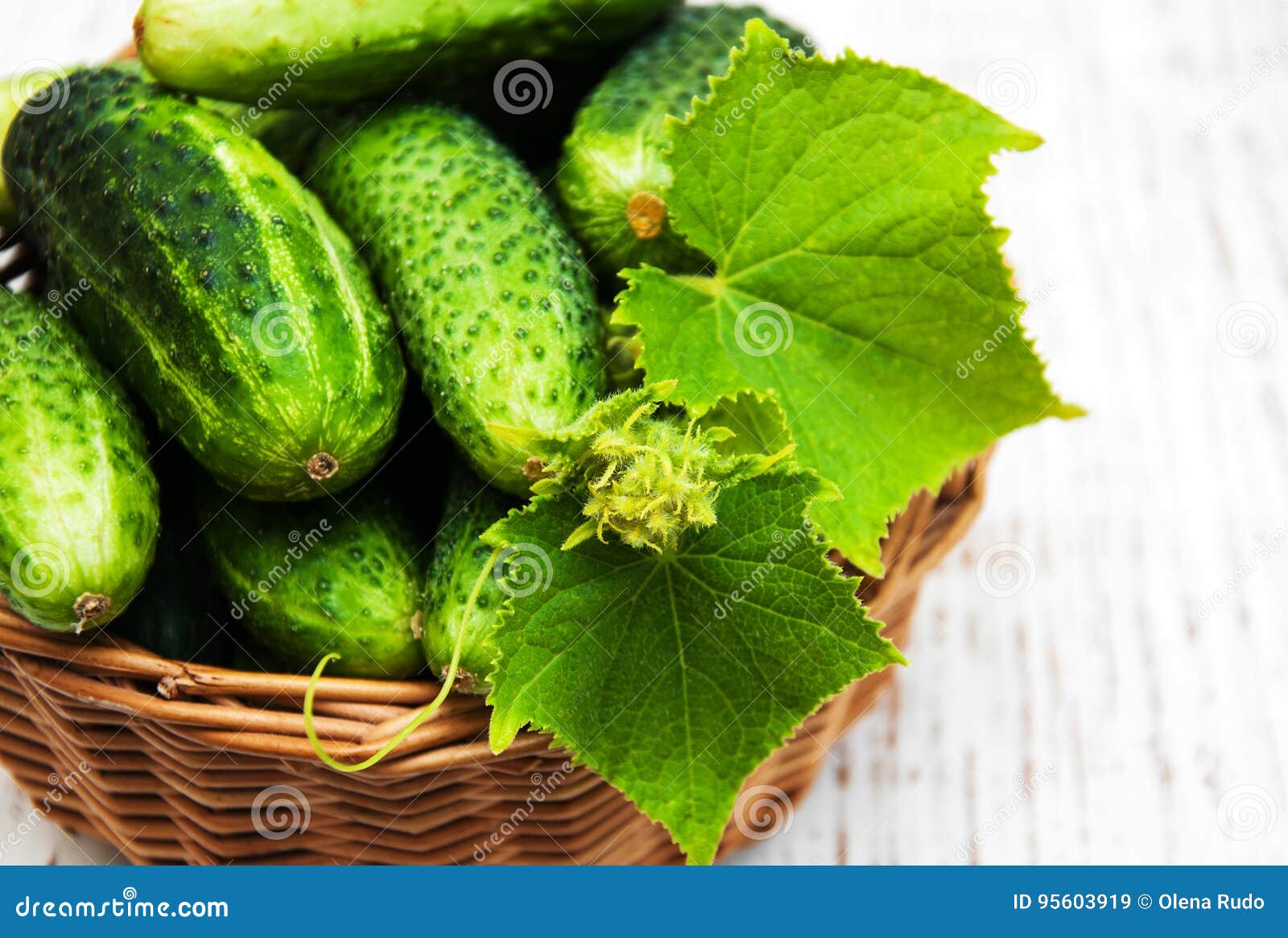 Pepinos frescos imagen de archivo. Imagen de hojea, fresco - 95603919