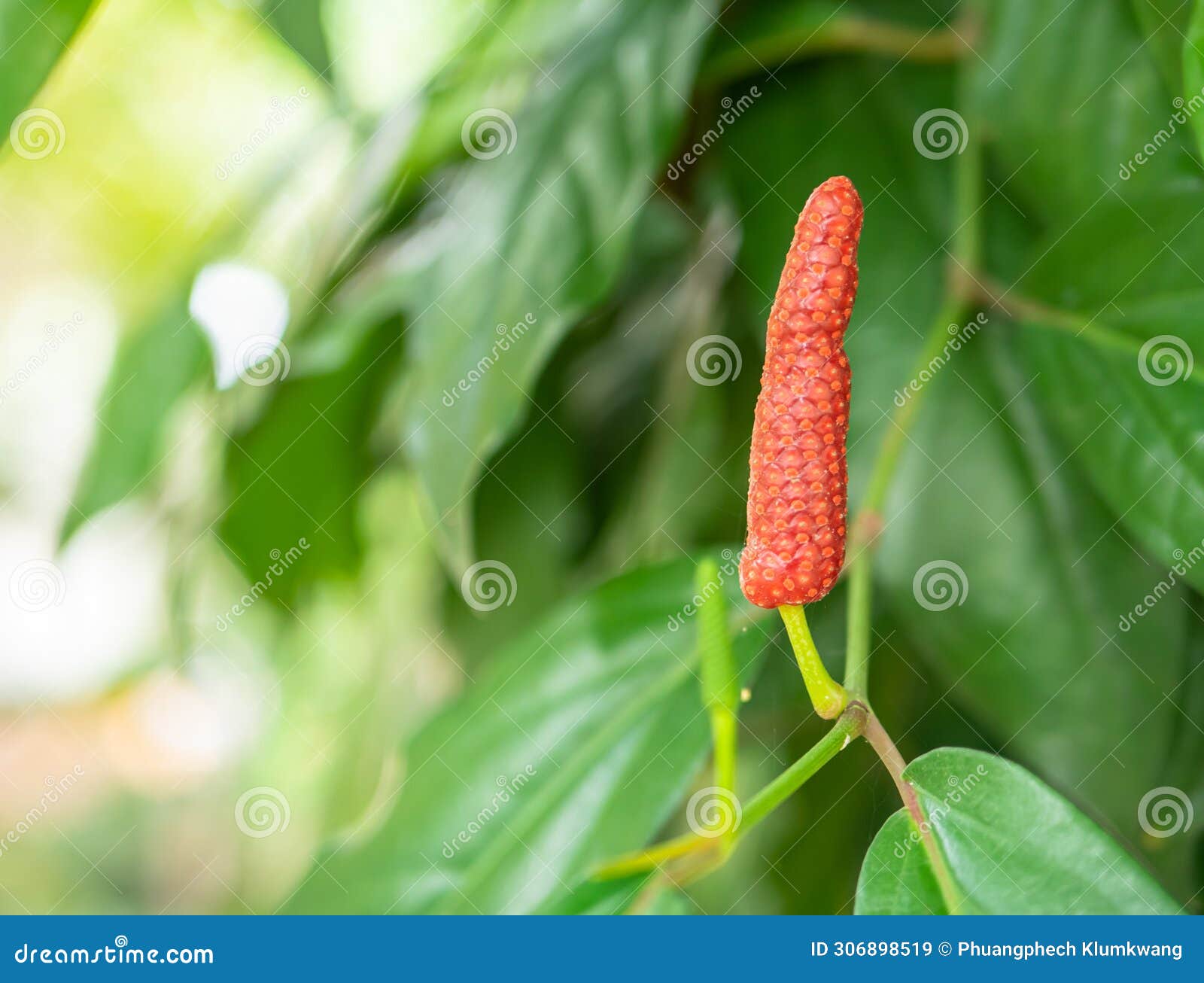 Pepper Blossom,Long Pepper on Tree . Stock Image - Image of colorful ...