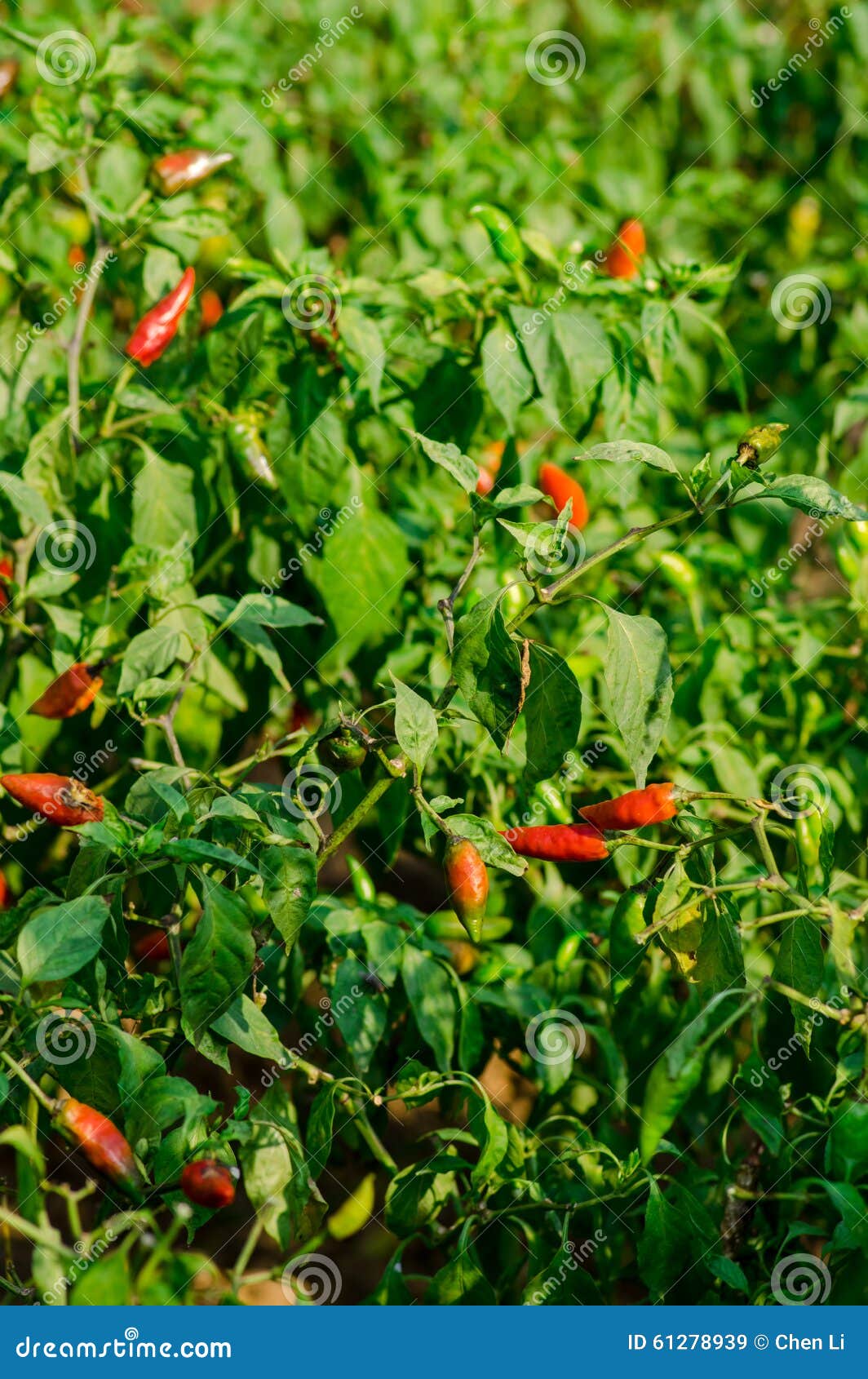 Pepper stock image. Image of green, cultivated, common - 61278939