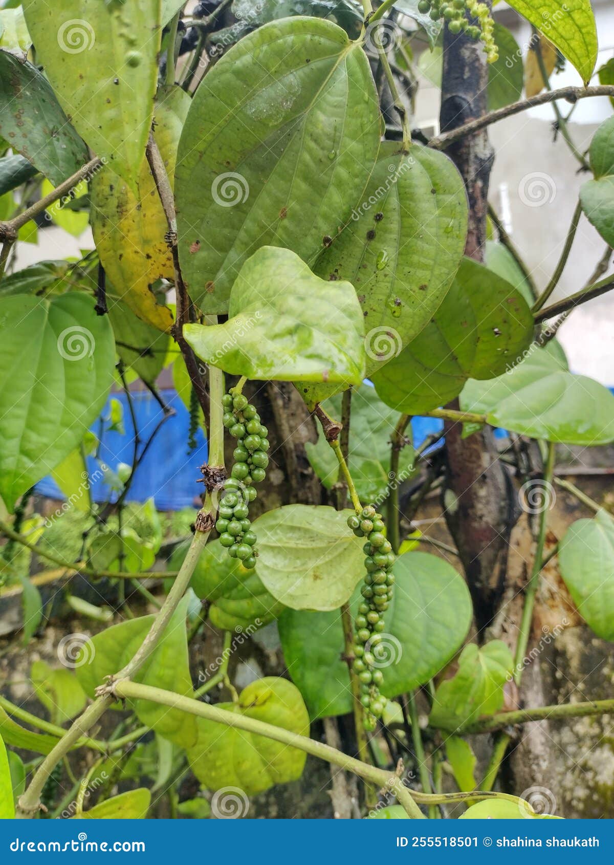 Pepper corns stock image. Image of pepper, plant, spice - 255518501